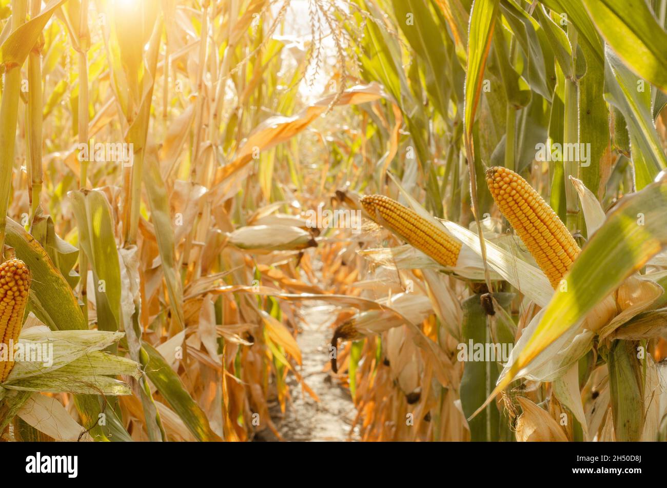 Maize corn green field summer time under daylight closeup view ...