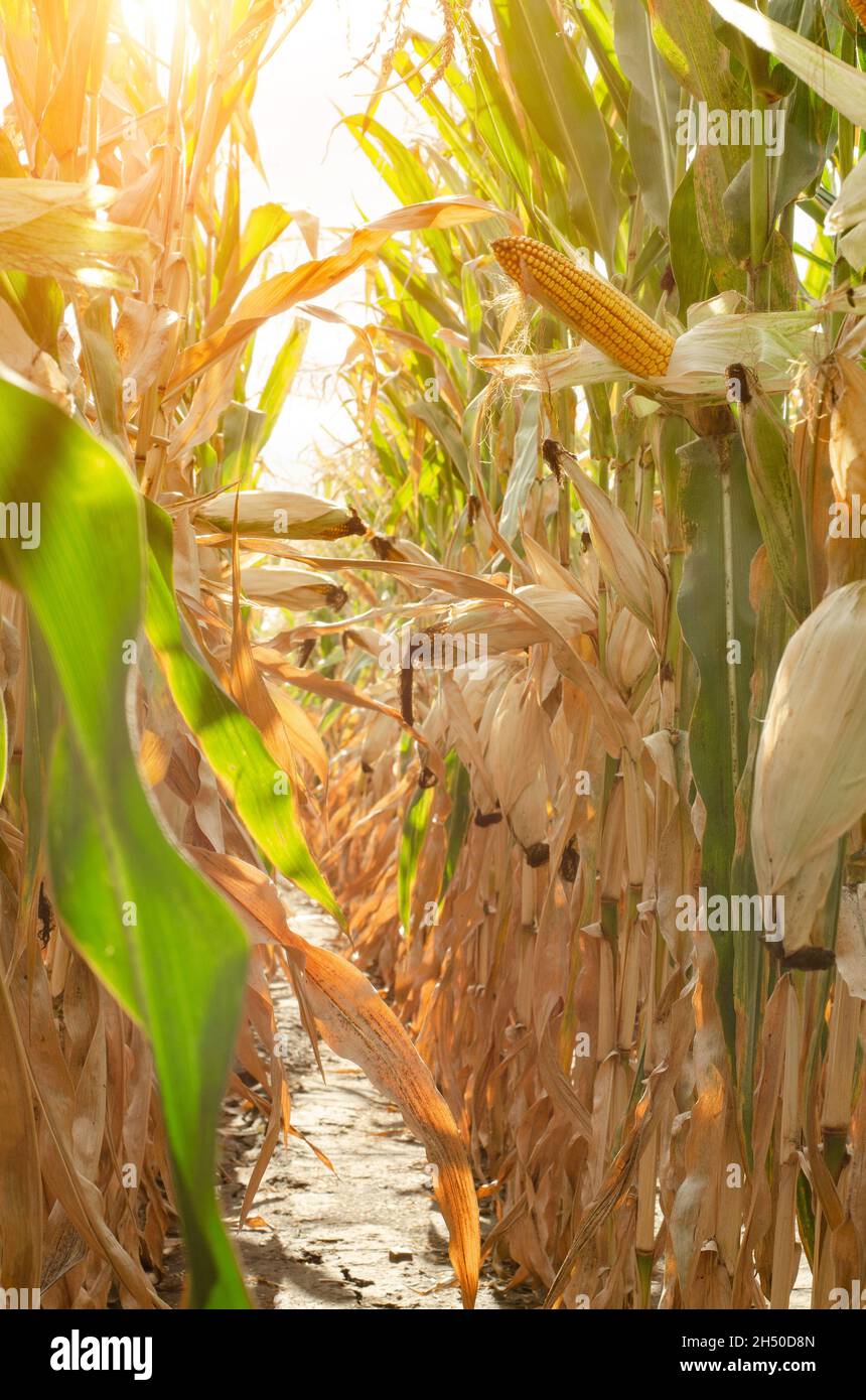 Maize corn green field summer time under daylight closeup view ...