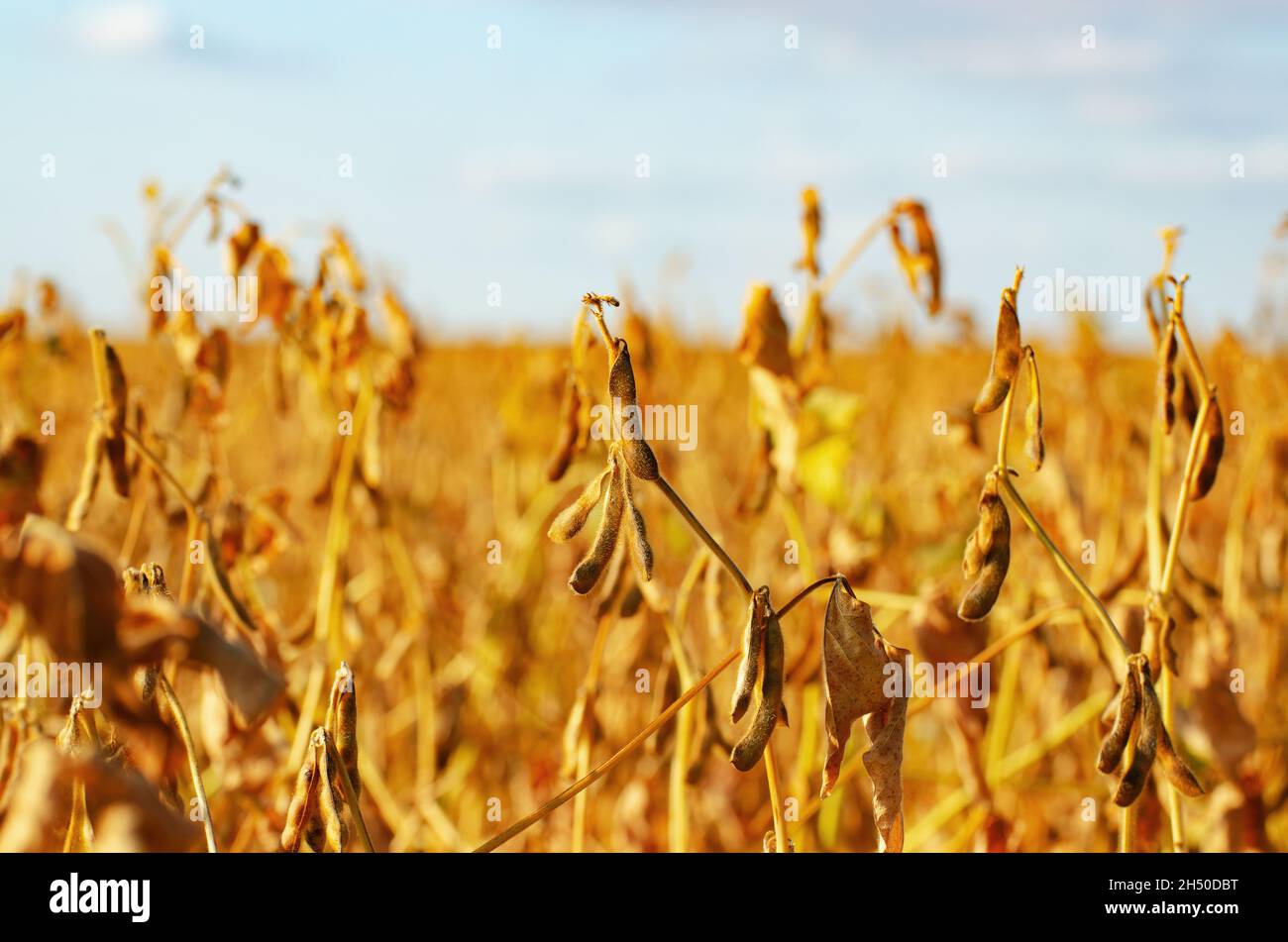 Soil soy bean farming hi-res stock photography and images - Alamy