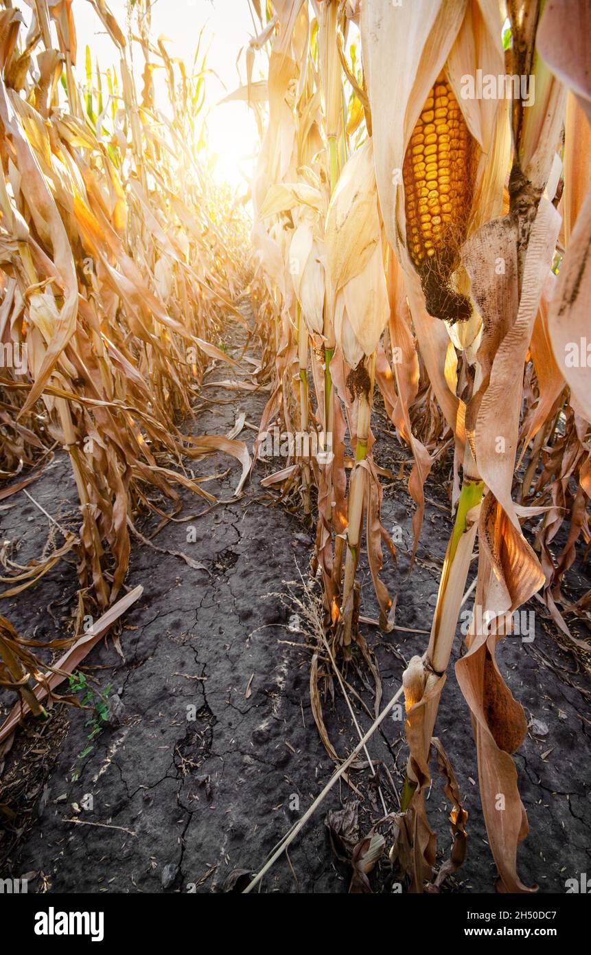 Maize corn field summer time under daylight closeup view at dry stalks ...