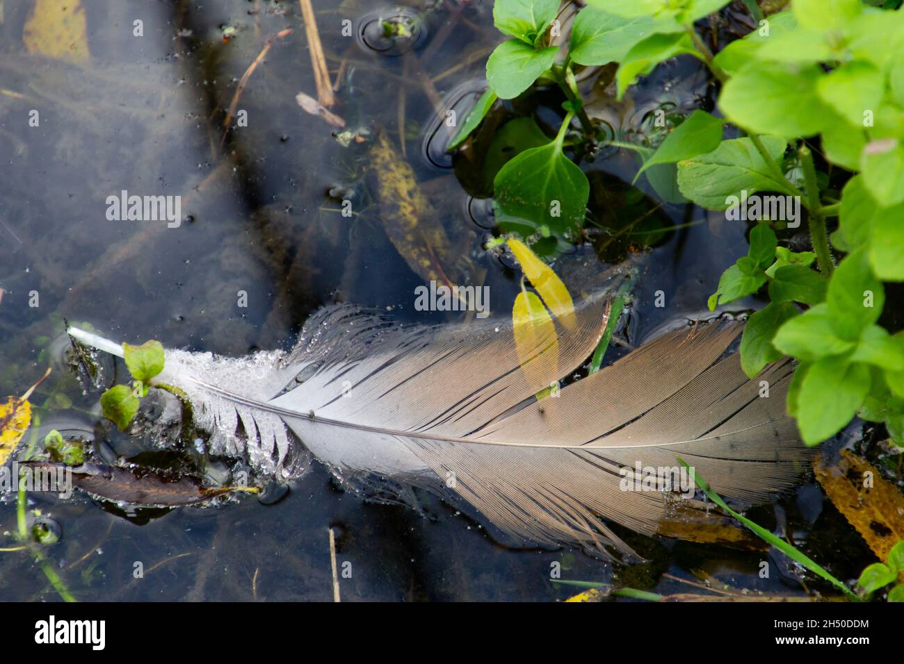 Duck feather laying in the water Stock Photo - Alamy