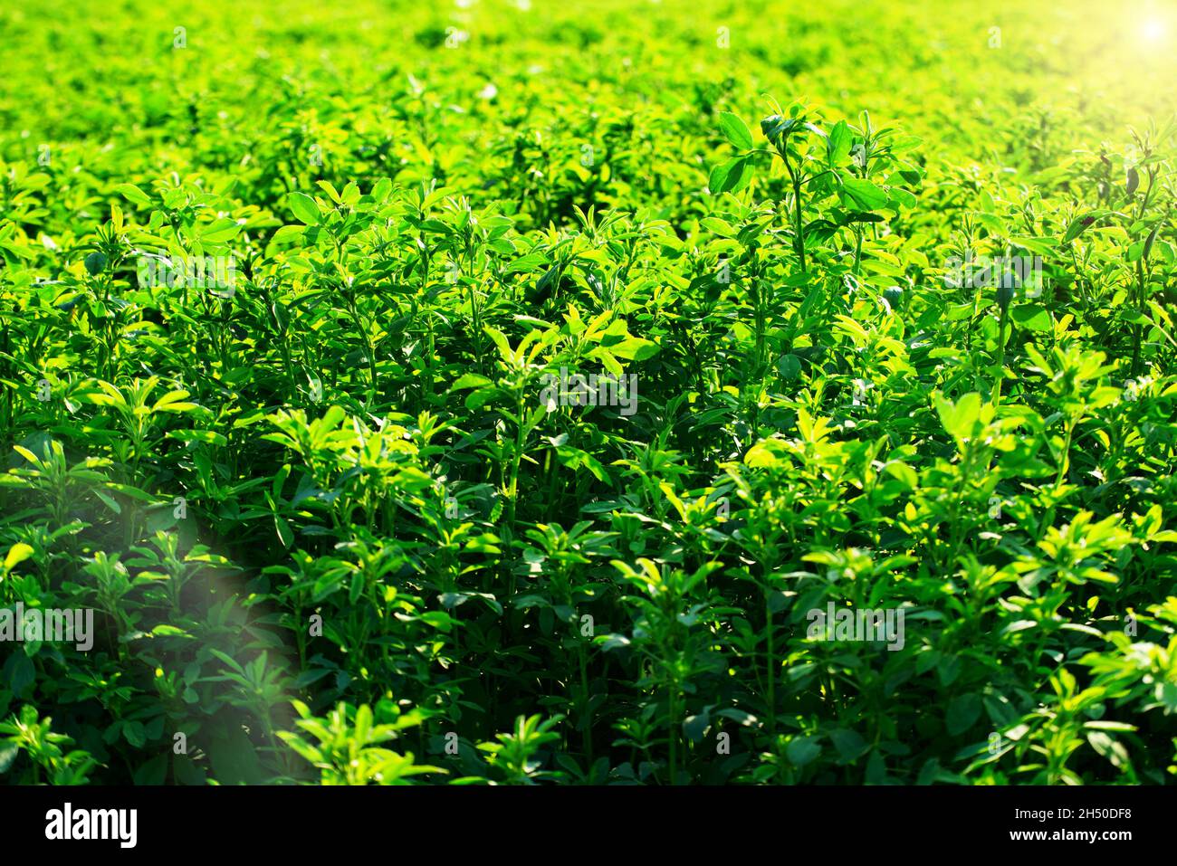 View at well-cultivated Medicago field summer time against sunlight ...
