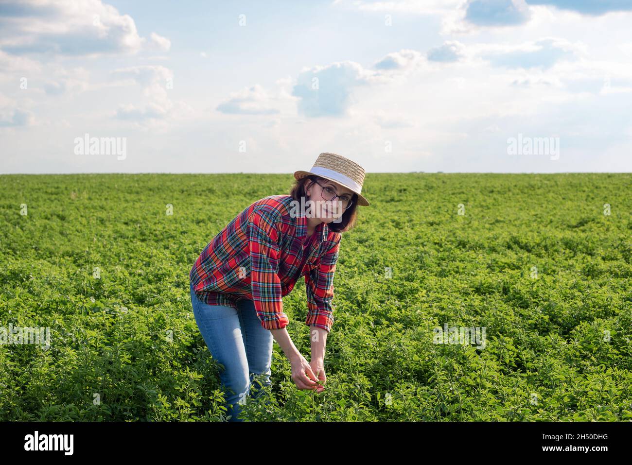 Middle age caucasian female farm worker inspecting Medicago field ...