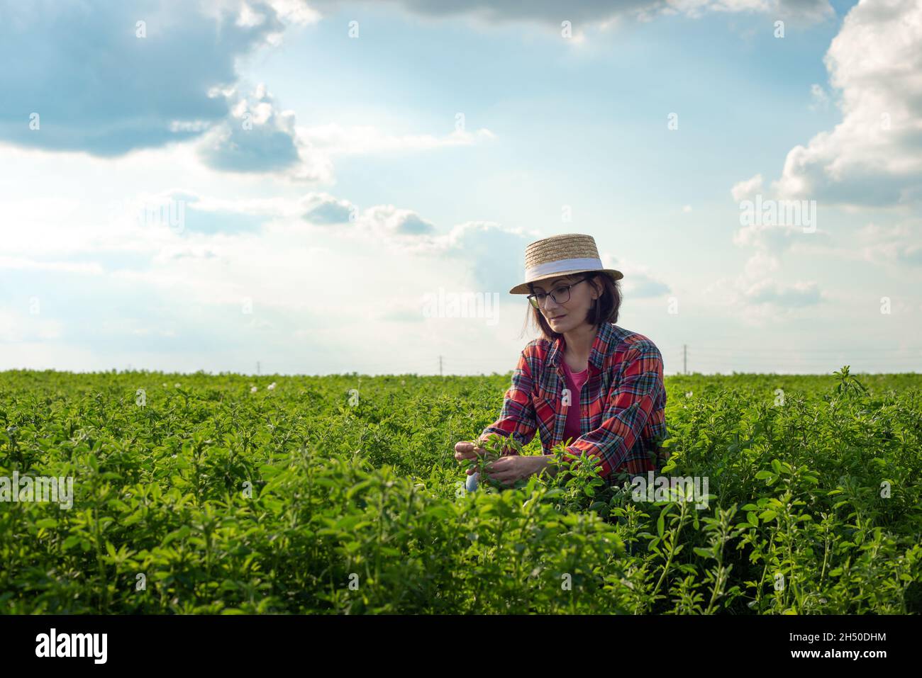Middle age caucasian female farm worker inspecting Medicago field ...