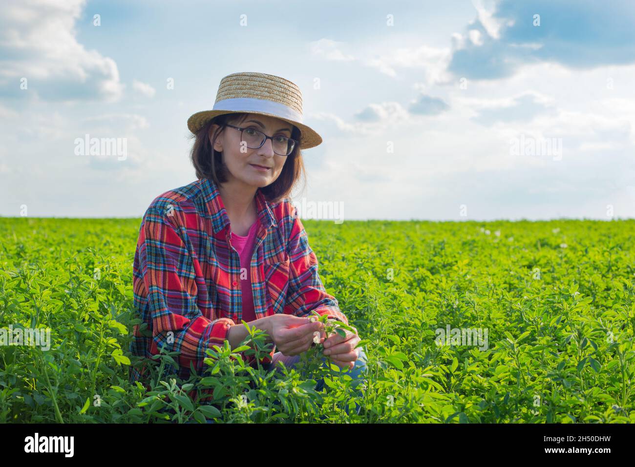 Middle age caucasian female farm worker inspecting Medicago field ...
