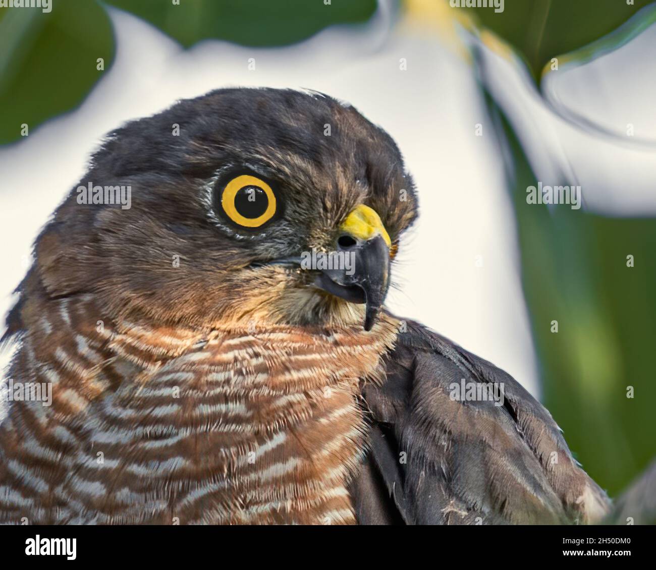 Shikra a close up with wide eyes to kill Stock Photo - Alamy