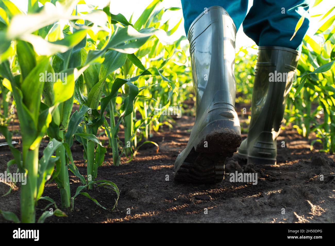 Low angle view at farmer feet in rubber boots walking along maize ...