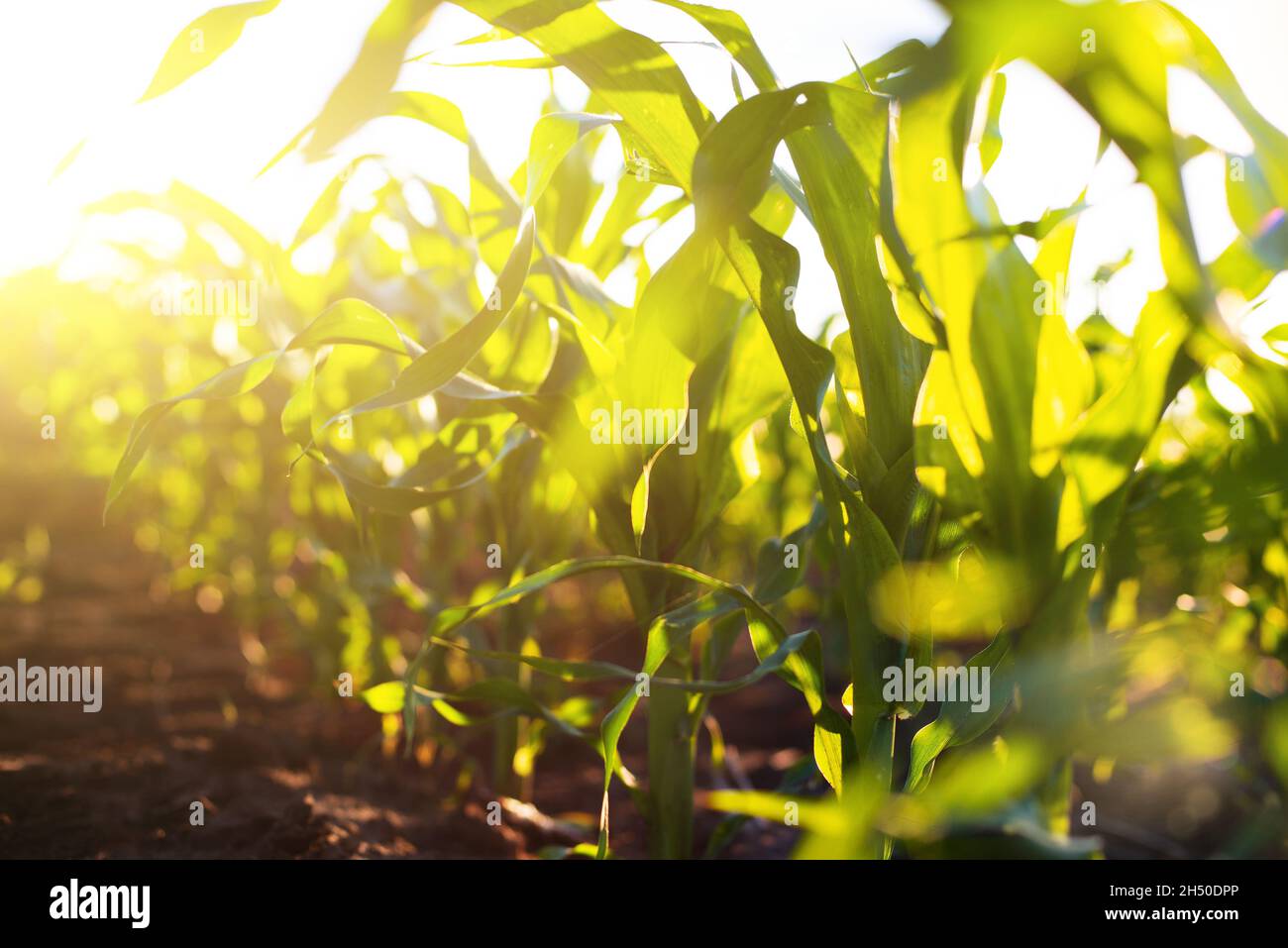 Rows of sprouting maize in fields somewhere in Ukraine Stock Photo - Alamy