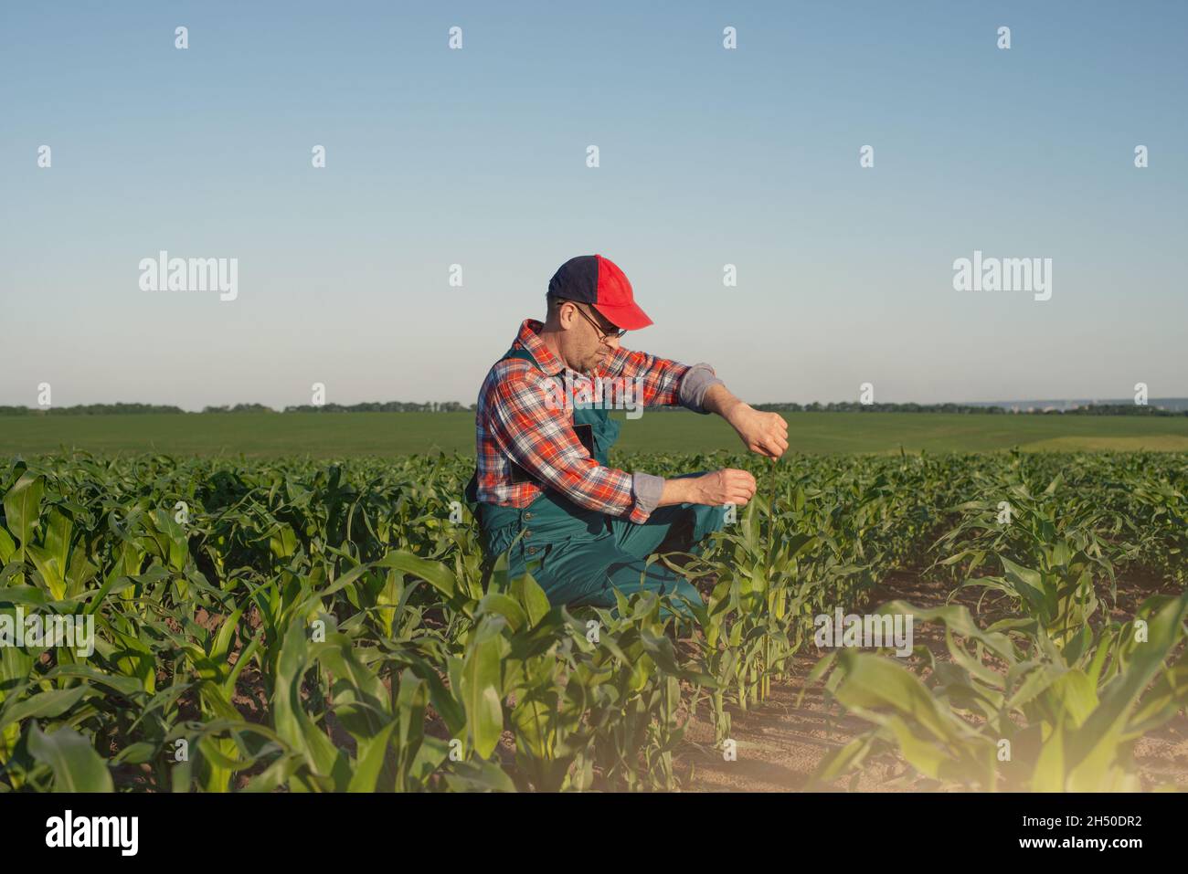 Measure the corn hi-res stock photography and images - Alamy