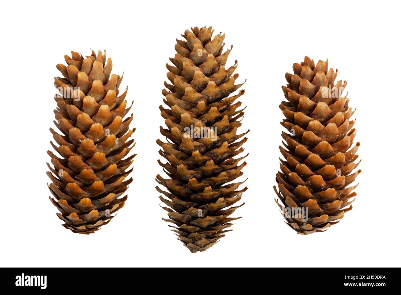 Closeup three spruce cones isolated on white background Stock Photo - Alamy