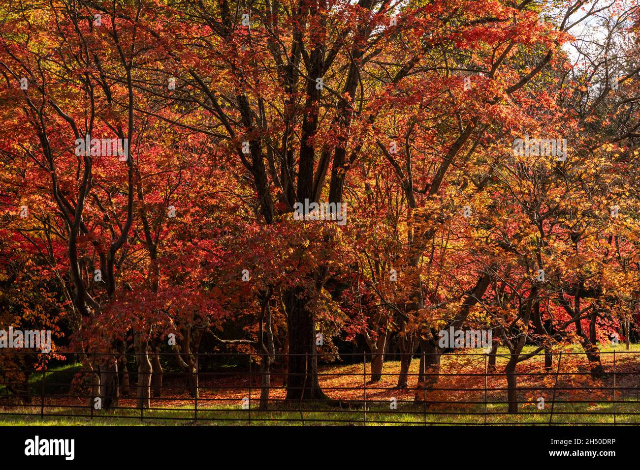 Acer tree with colouful autumn leaves Stock Photo - Alamy