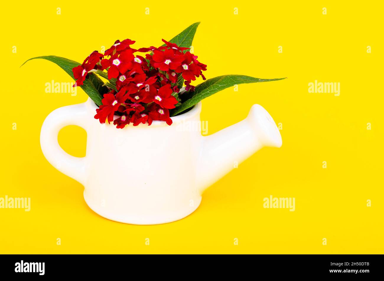 White vase in form of watering can with flowers on bright background ...