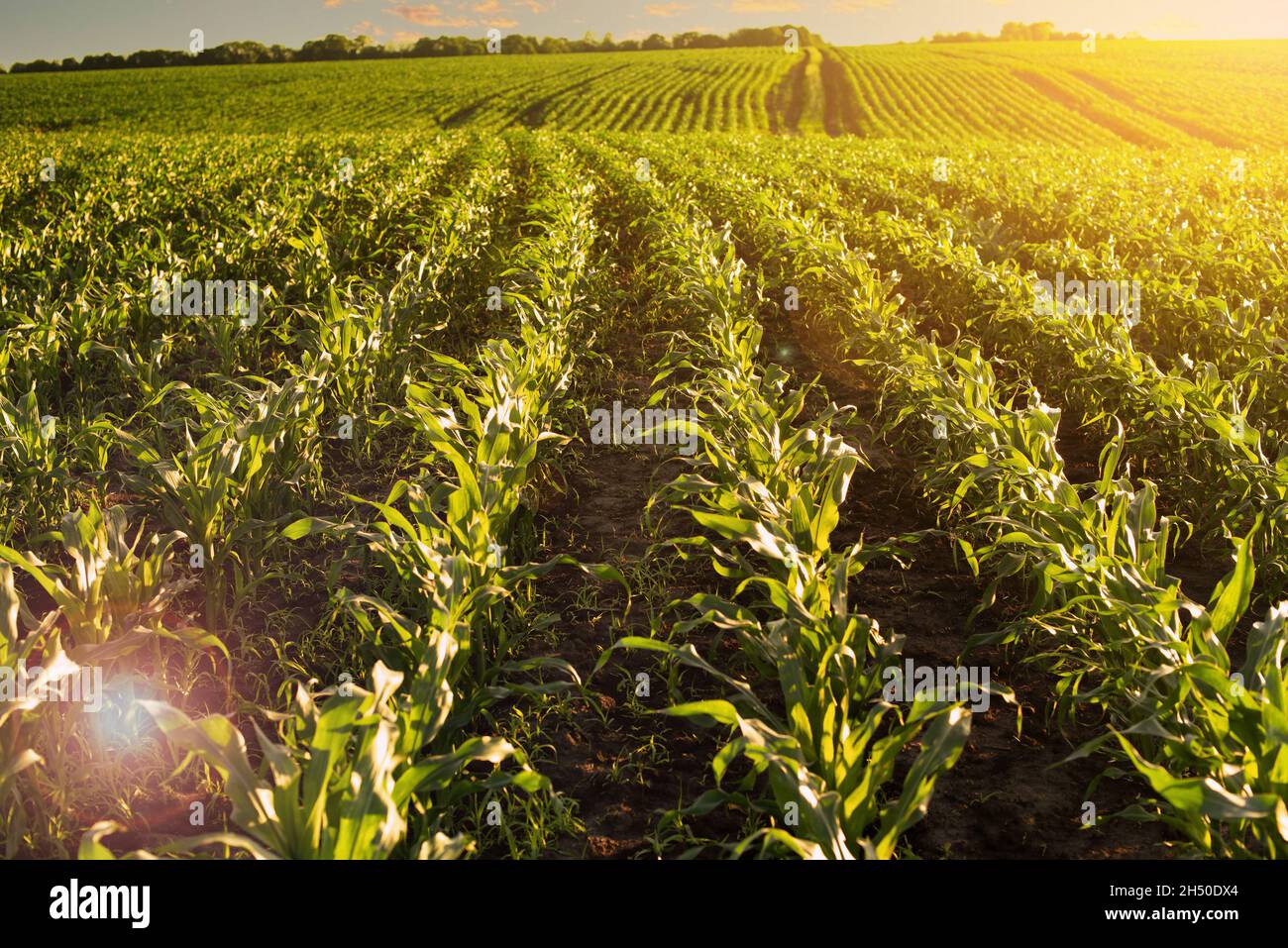 Rows of sprouting corn in fields somewhere in Ukraine Stock Photo - Alamy