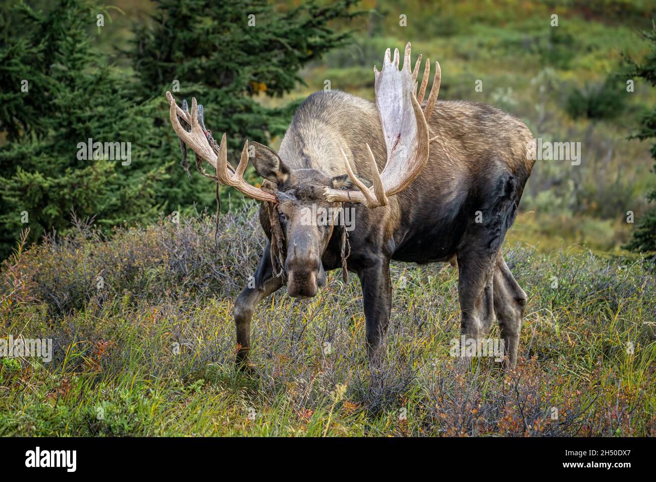 Monster moose hi-res stock photography and images - Alamy