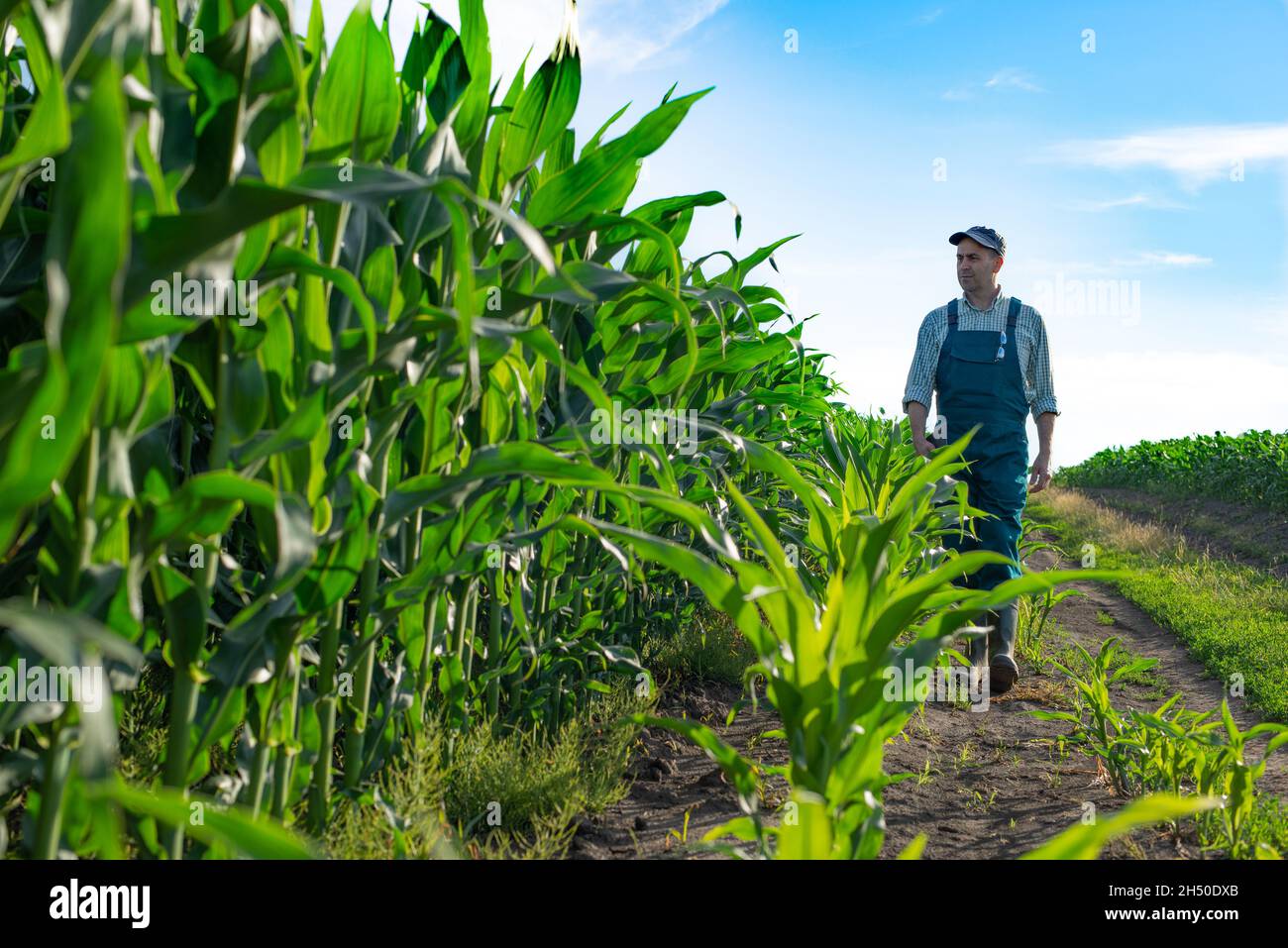 Caucasian calm male maize grower in overalls walks along corn field ...