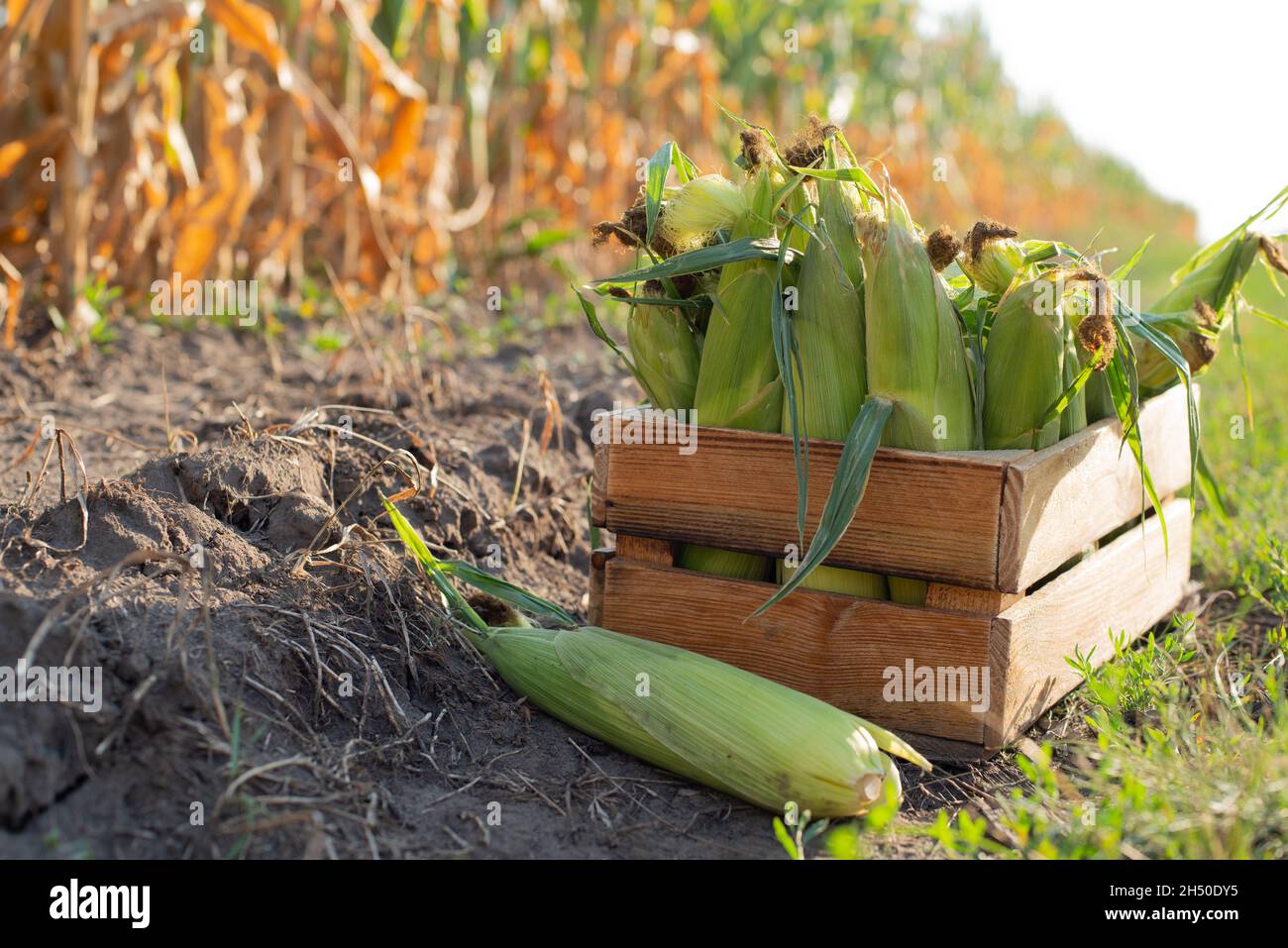 Maize cobs in wooden crate with corn field at background sunset summer ...