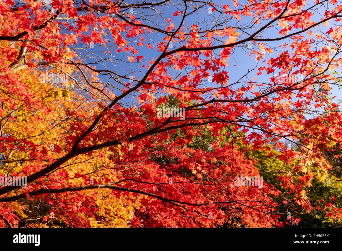 Acer tree with colouful autumn leaves Stock Photo - Alamy