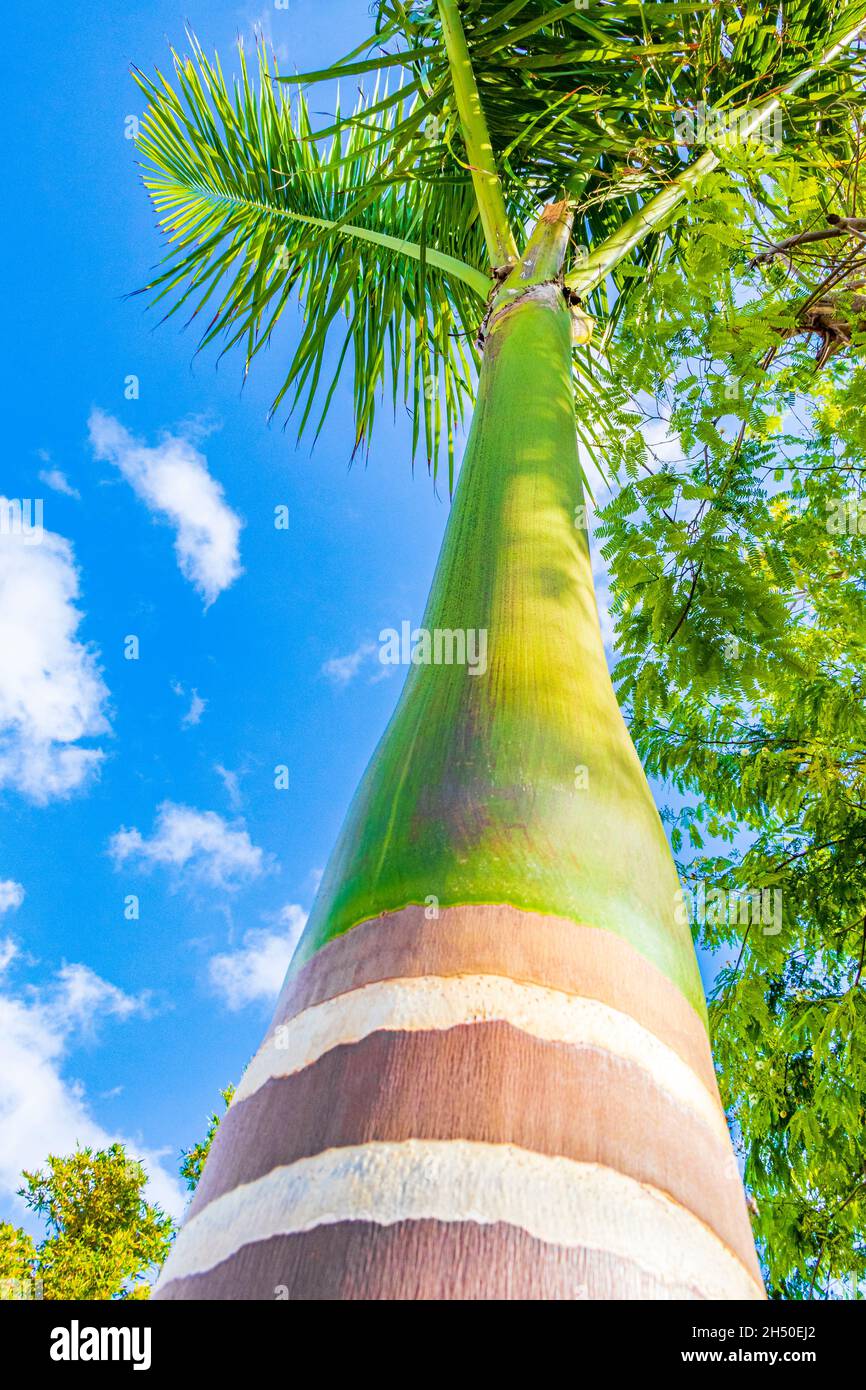 Tropical natural mexican palm tree with blue sky background at Punta ...