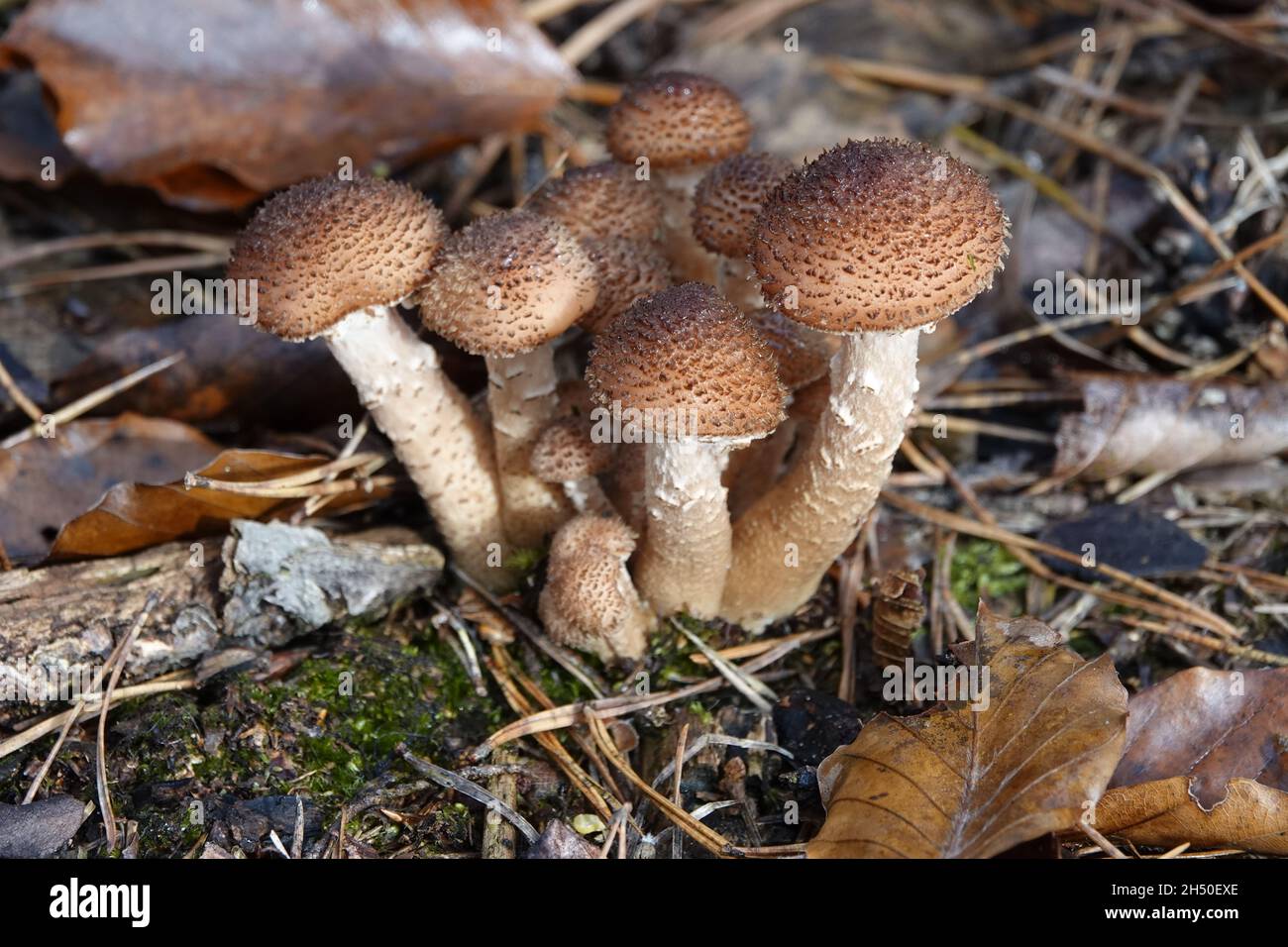 Hallimasch hi-res stock photography and images - Alamy