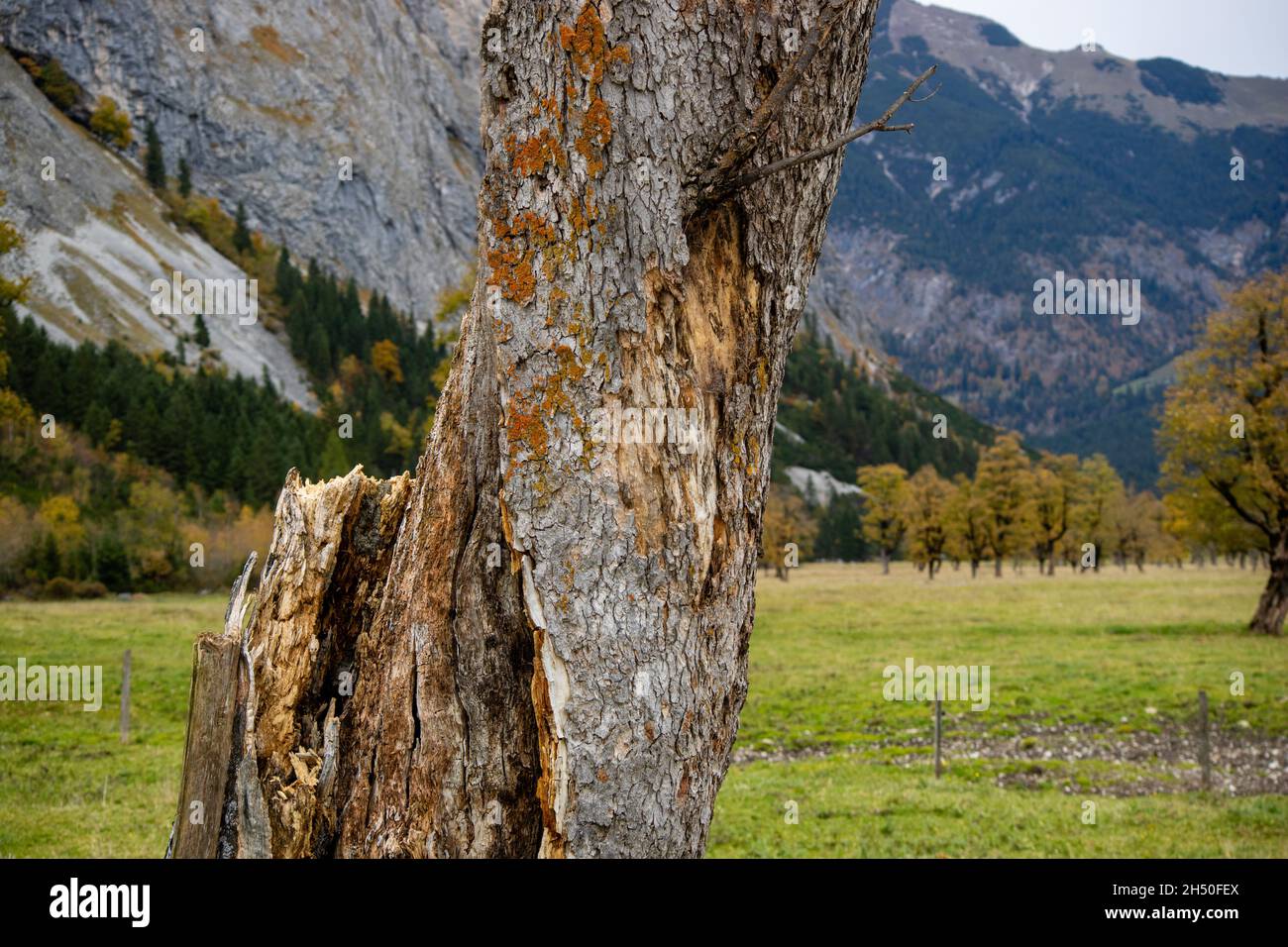 Trees with brilliant fall foliage in the bright sunlight on the alp ...