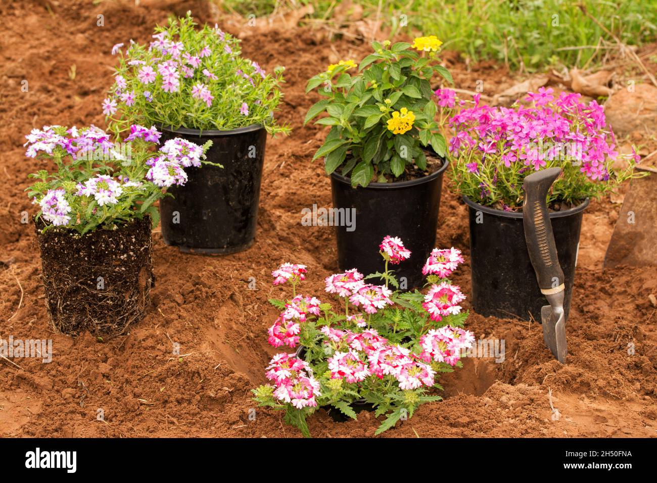 Pots with colorful flowers ready to be planted in spring, one already ...
