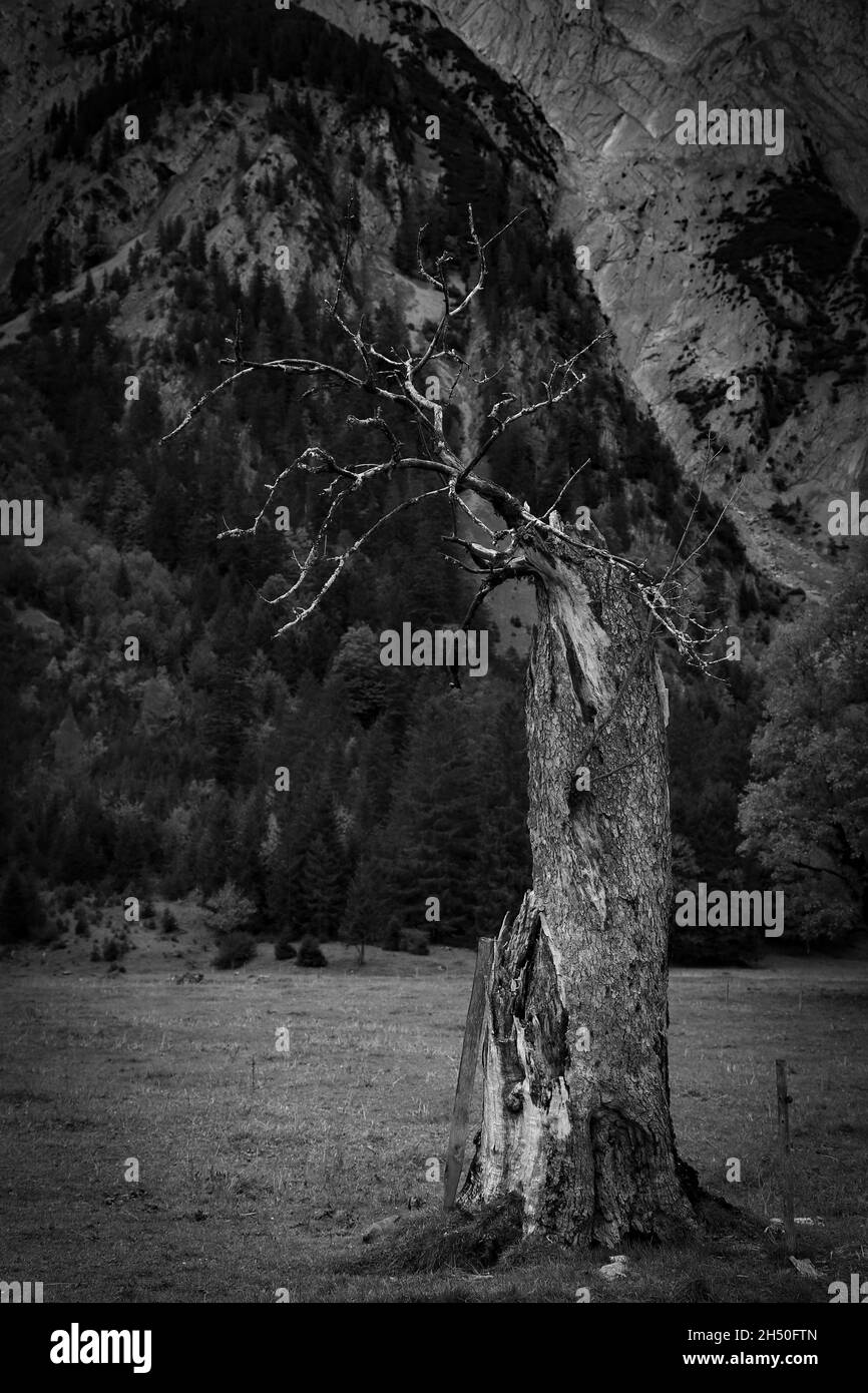 Bright foliage maple in Black and White Stock Photos & Images - Alamy