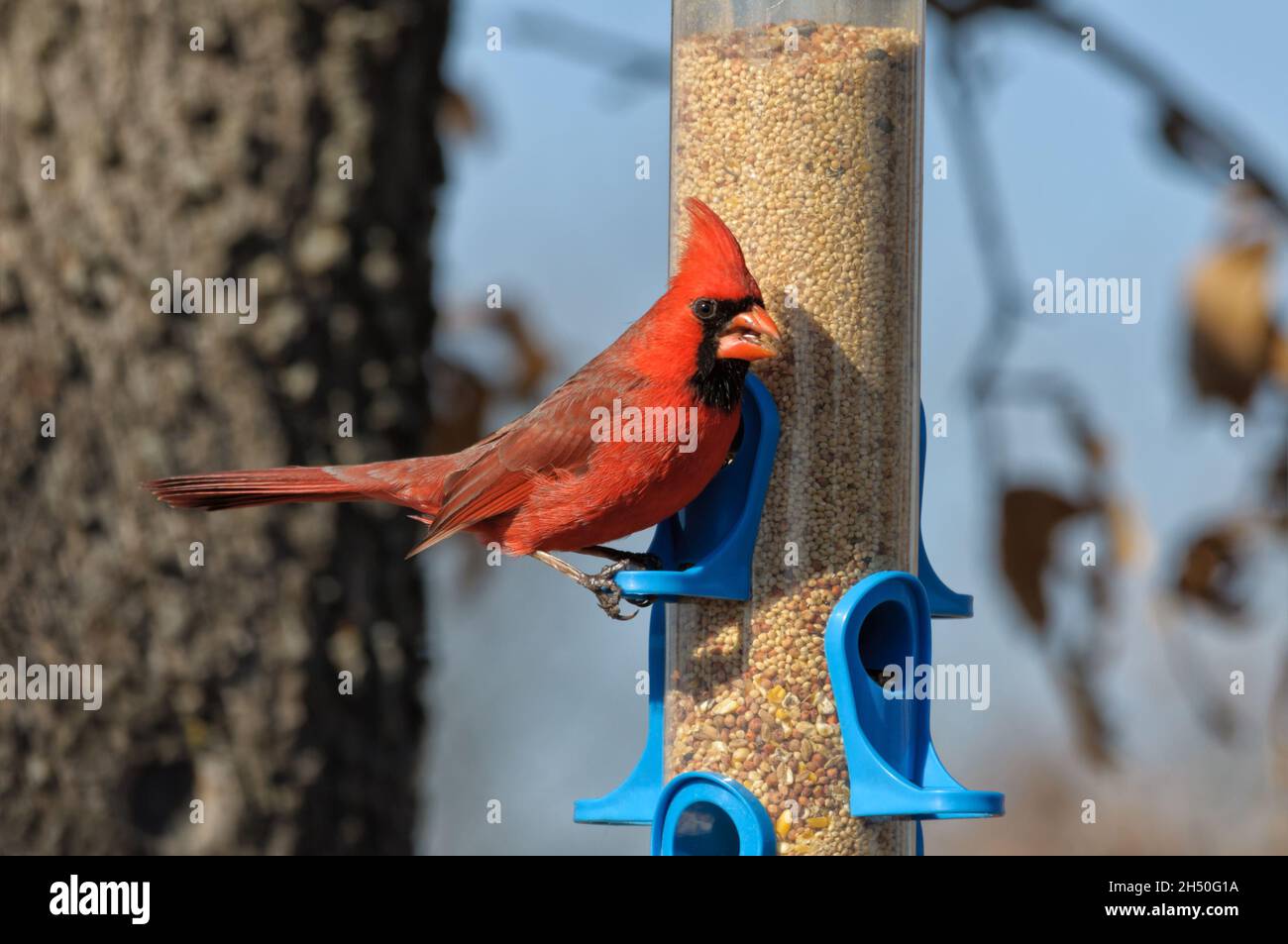 Bright red male Northern Cardinal at a bird feeder, eating seeds Stock ...