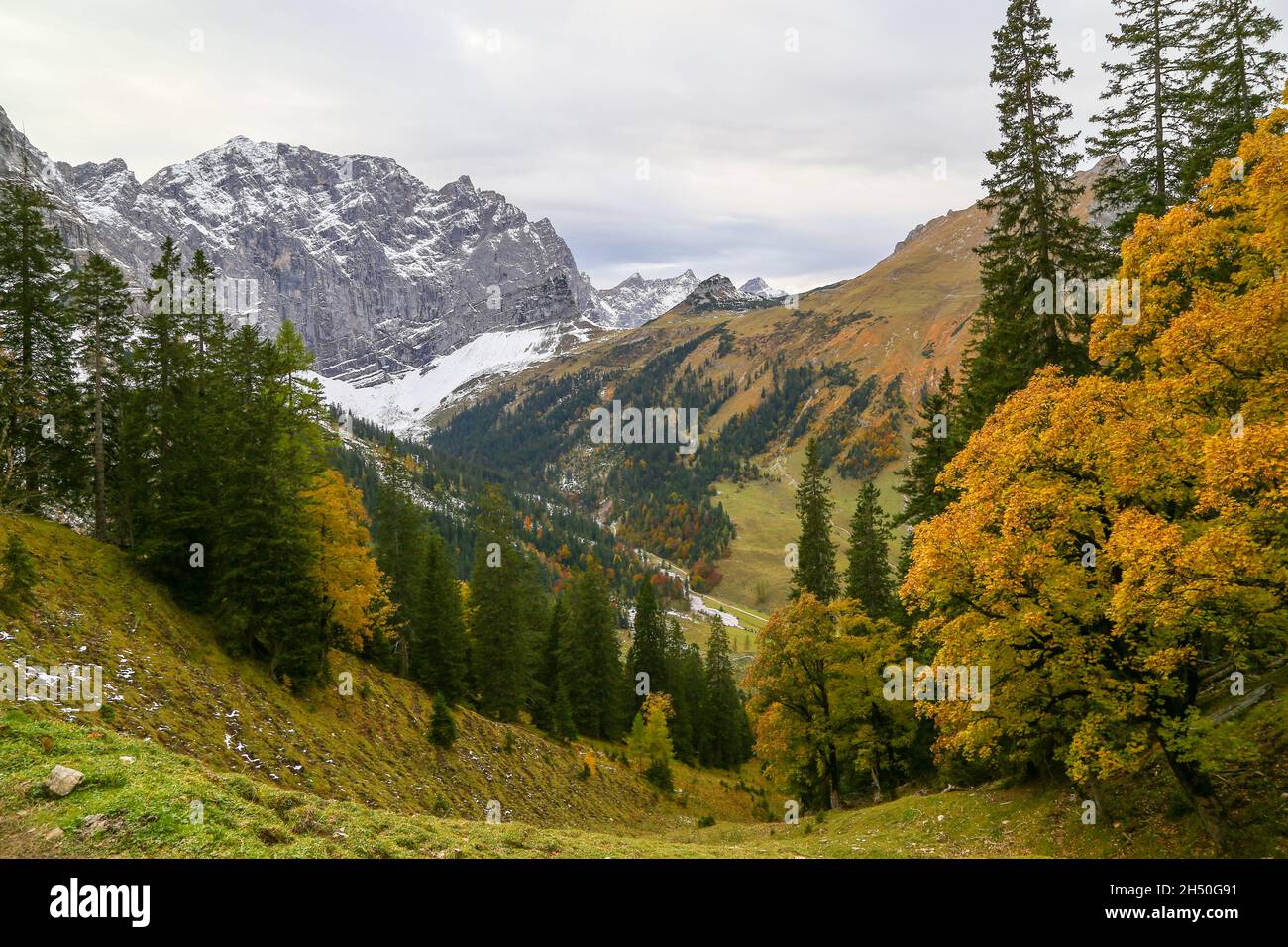 Trees with brilliant fall foliage in the bright sunlight on the alp ...
