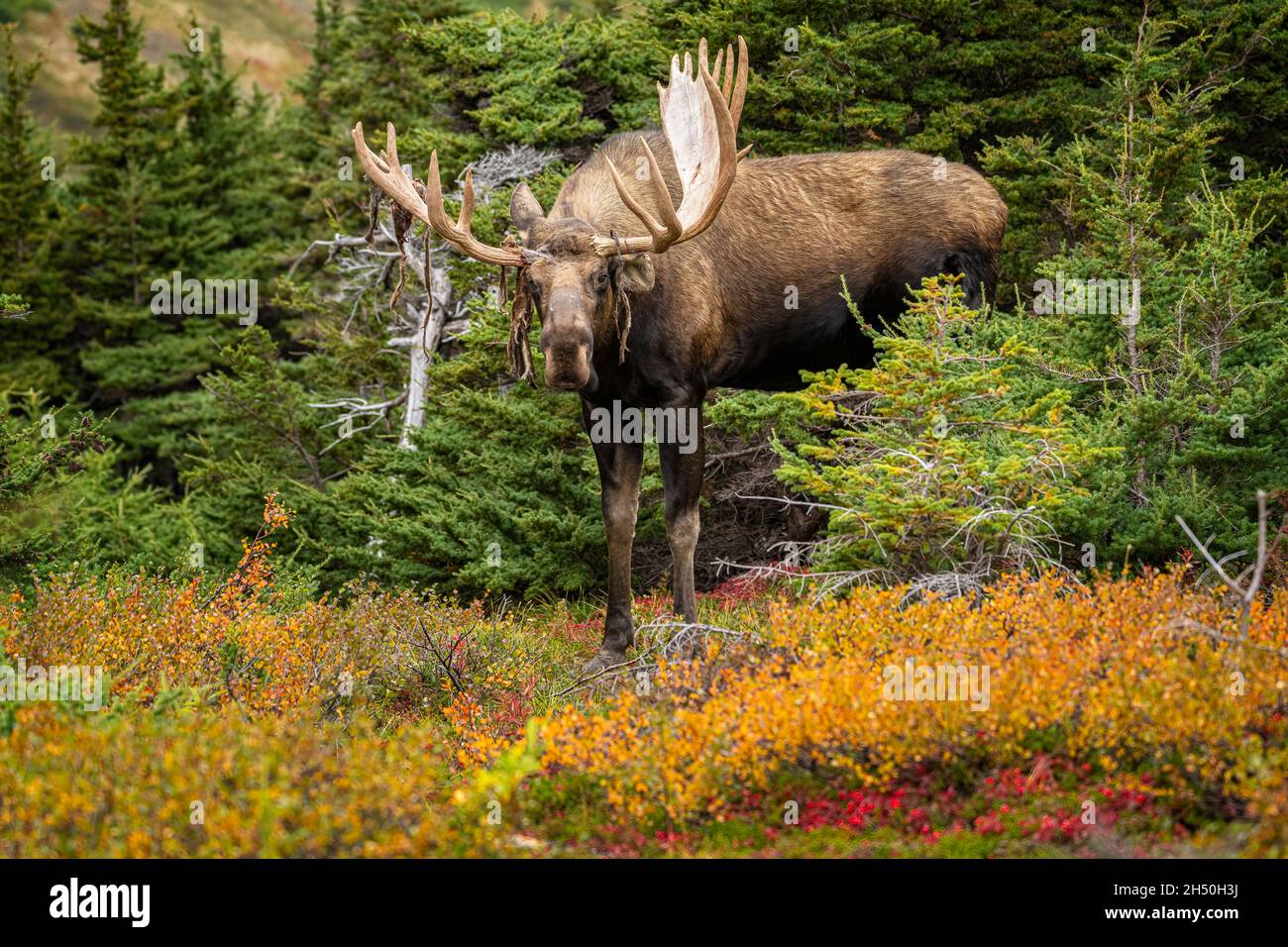 Monster moose hi-res stock photography and images - Alamy