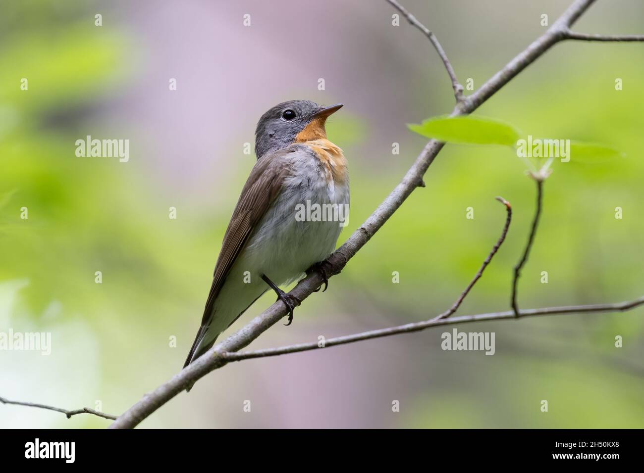 Migratory flycatcher hi-res stock photography and images - Alamy