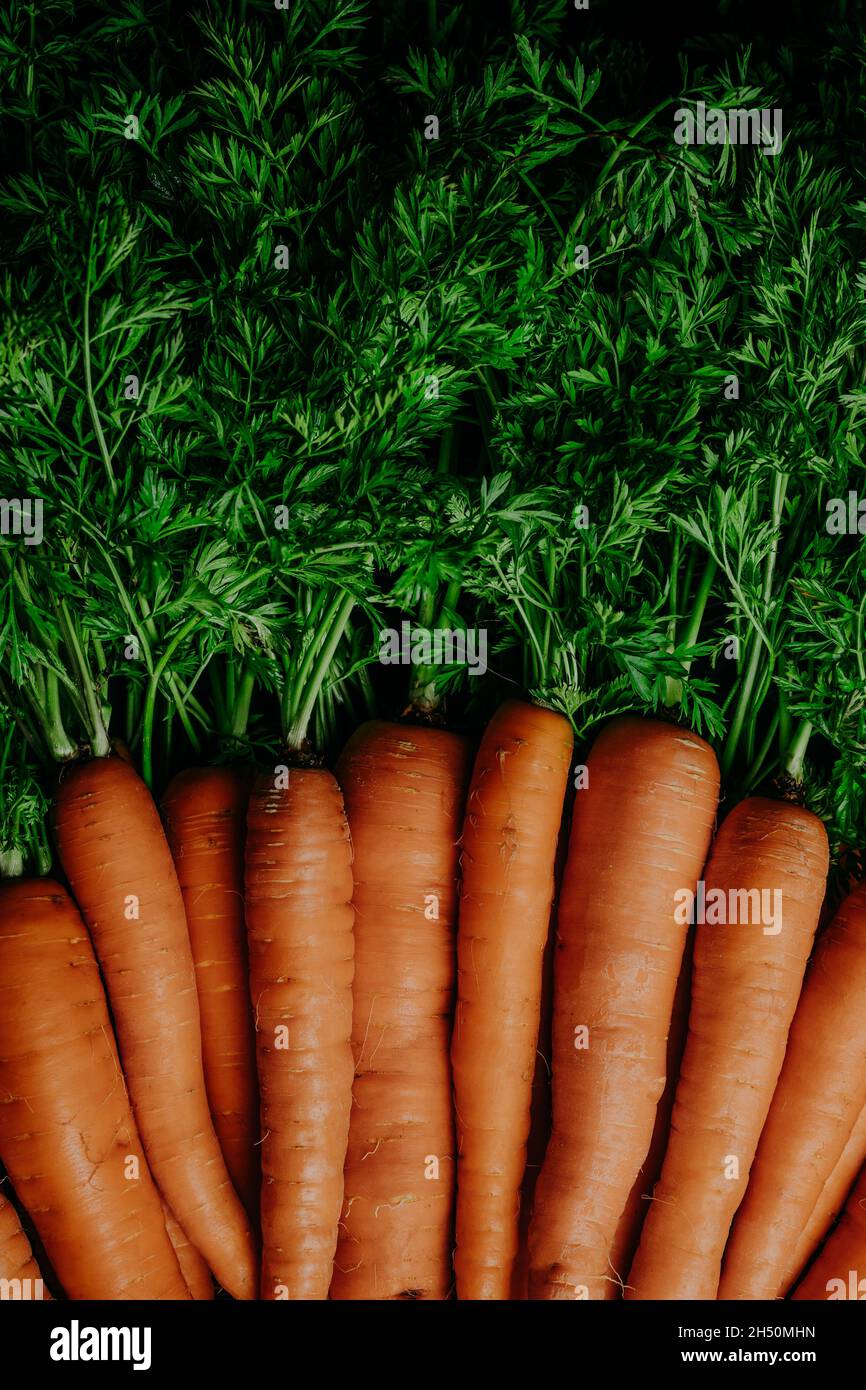 Bunch of fresh sweet orange carrots with green herbs on dark black ...