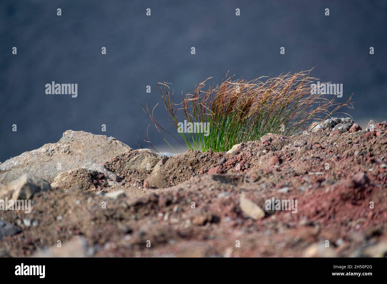 Grassy landscape of plants growing in lava rocks at Fagradalsfjall ...