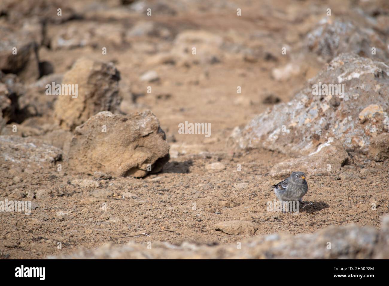 Landscape of field of lava rocks at Fagradalsfjall Volcano Stock Photo ...