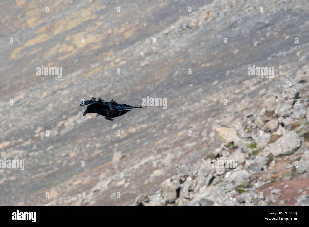 Common raven Corvus corax flying at Fagradalsfjall Volcano Stock Photo ...