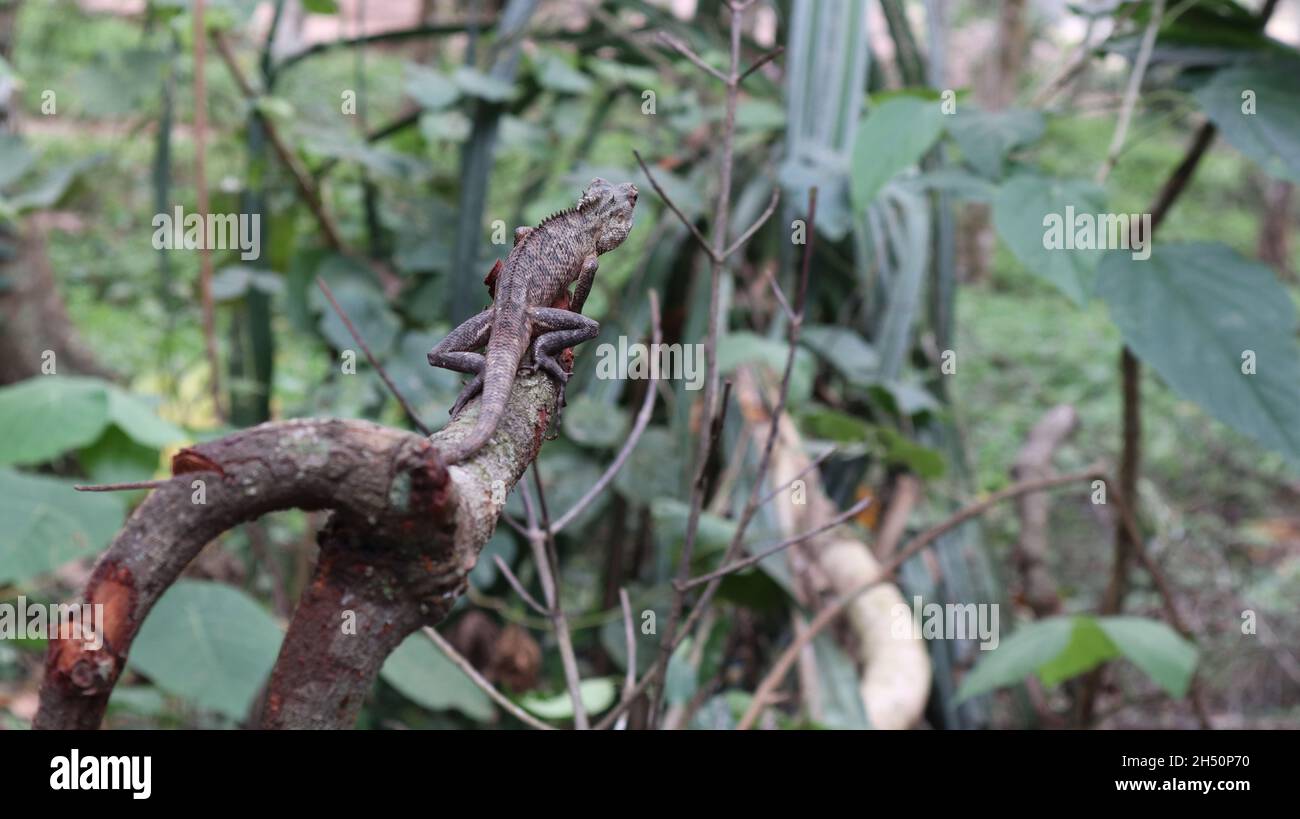 An Oriental garden lizard on top of a cut down branch view from back ...