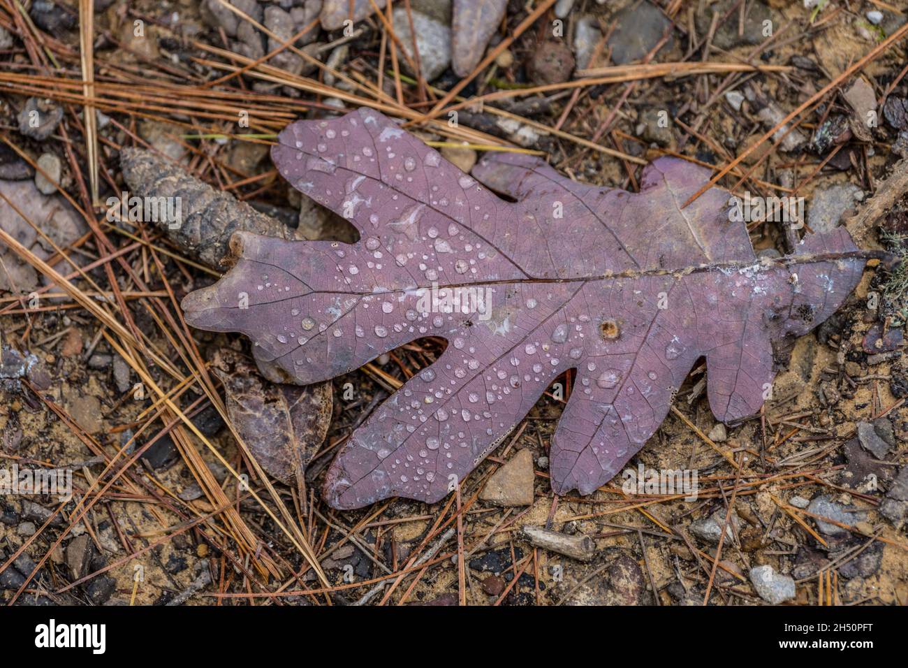 Leaf debris texture hi-res stock photography and images - Alamy