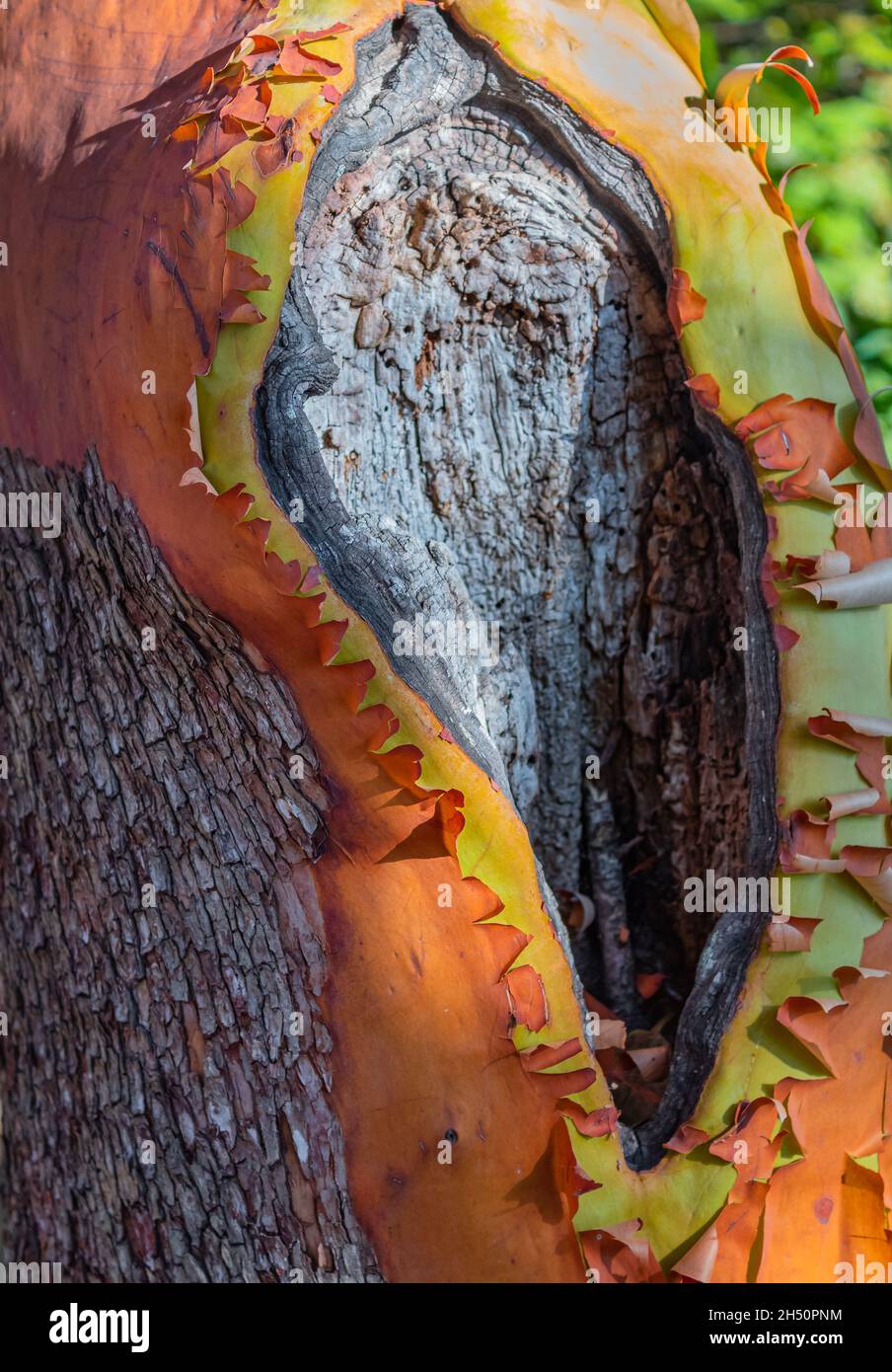 Details of bark on a madrona tree -arbutus menziesii- Madrona tree ...