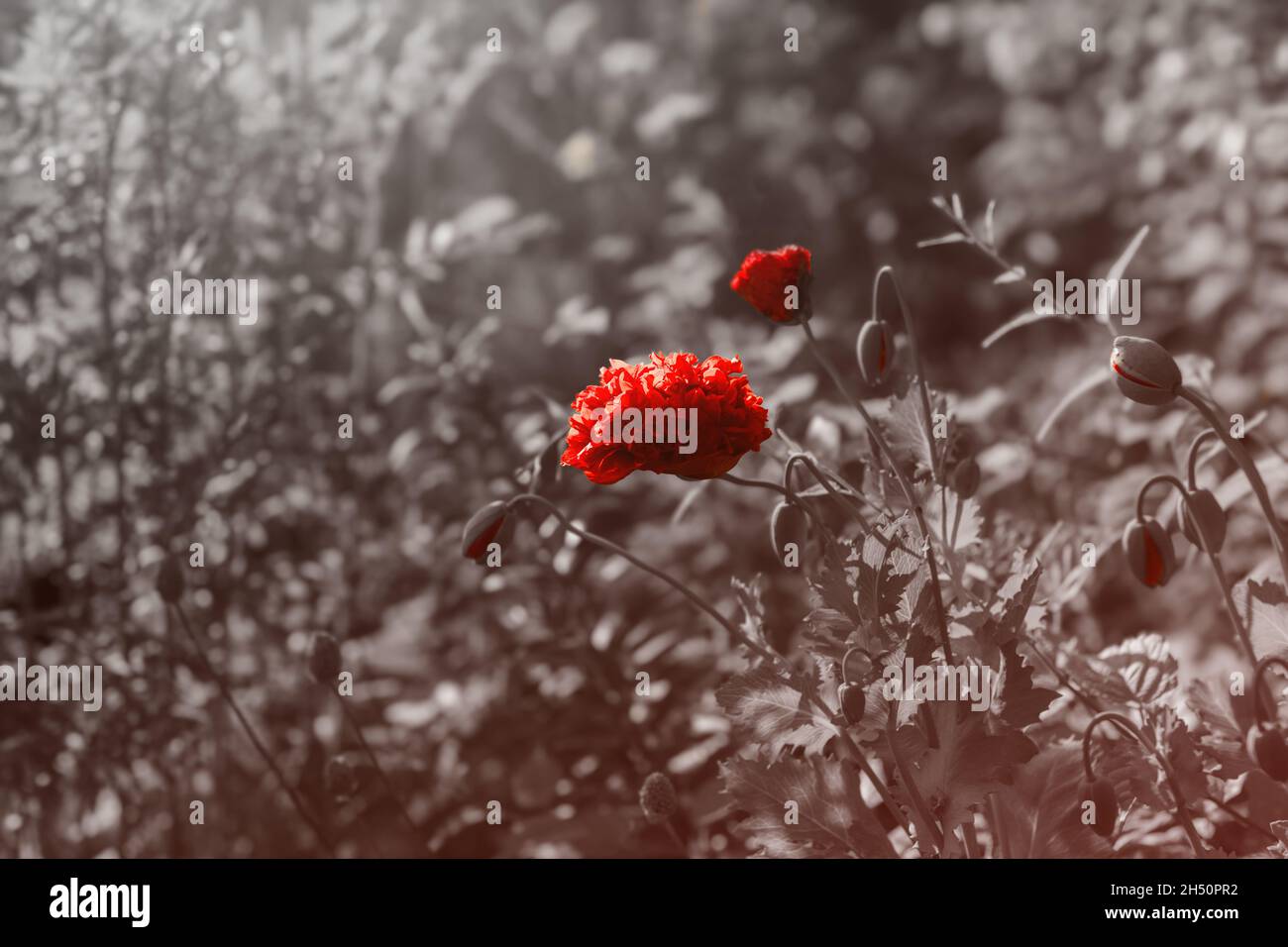 Red poppies in the field. Background imagery for remembrance or ...