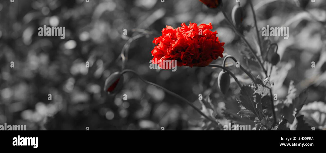 Red poppies in the field. Background imagery for remembrance or ...
