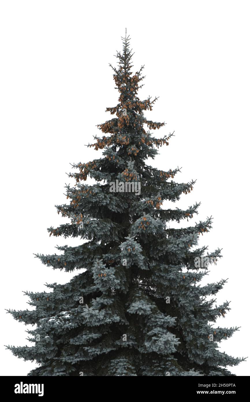 Blue spruce, isolated on white background. High resolution photo Stock ...