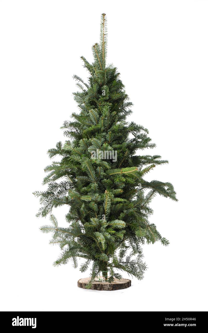 Christmas tree, isolated on white background. Fir tree without ...