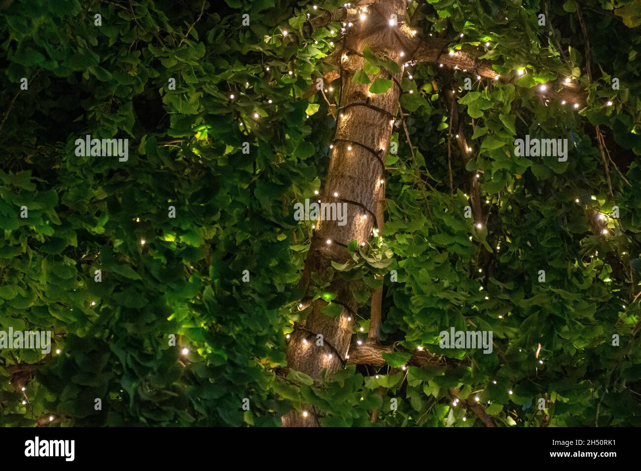 Tree wrap garden hi-res stock photography and images - Alamy