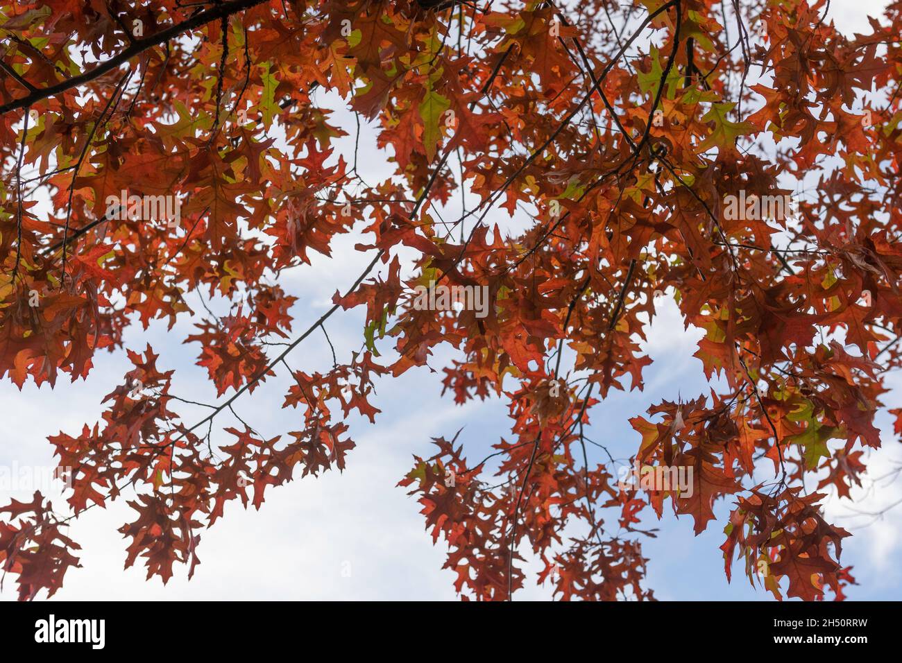 Red autumn tree leaves Stock Photo - Alamy
