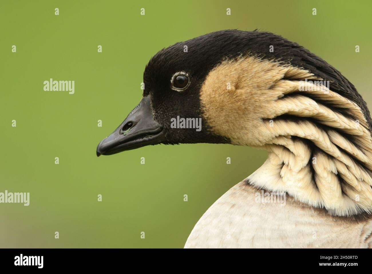 A head shot of an endangered Hawaiian Nene Goose, Branta sandvicensis ...
