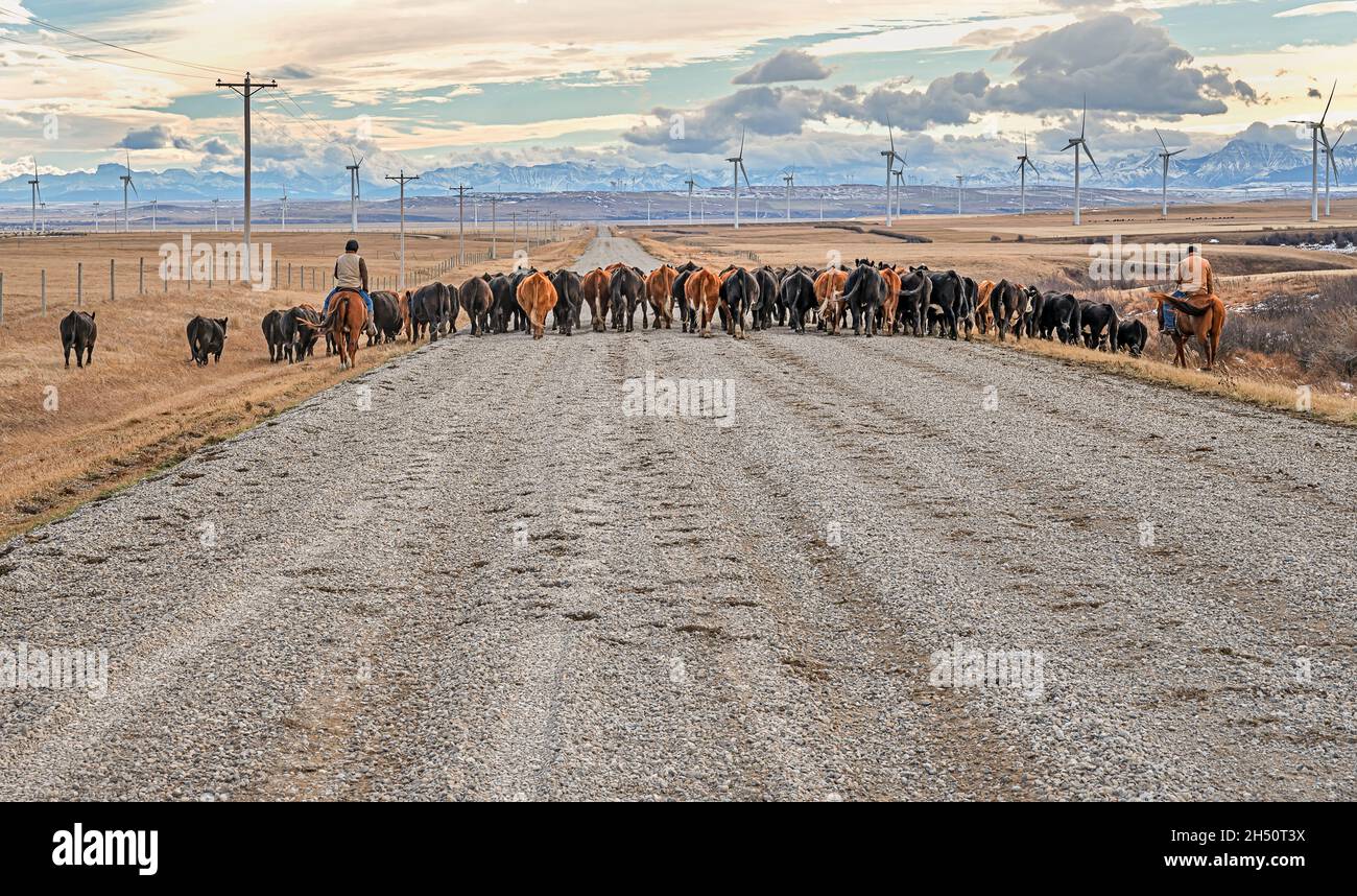 Cattle ranch in foothills of rocky mountains hi-res stock photography ...