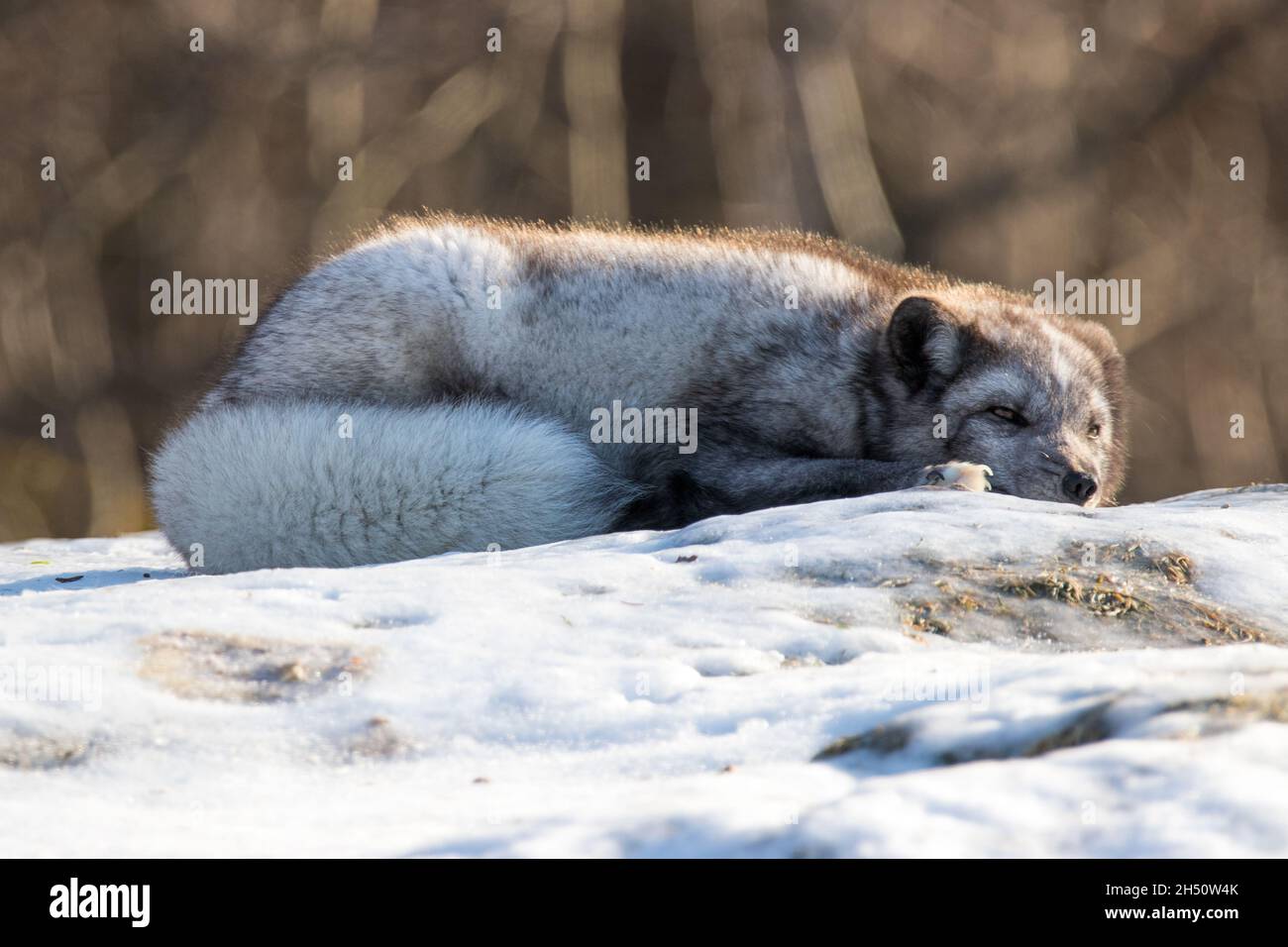 Sleepy arctic fox hi-res stock photography and images - Alamy
