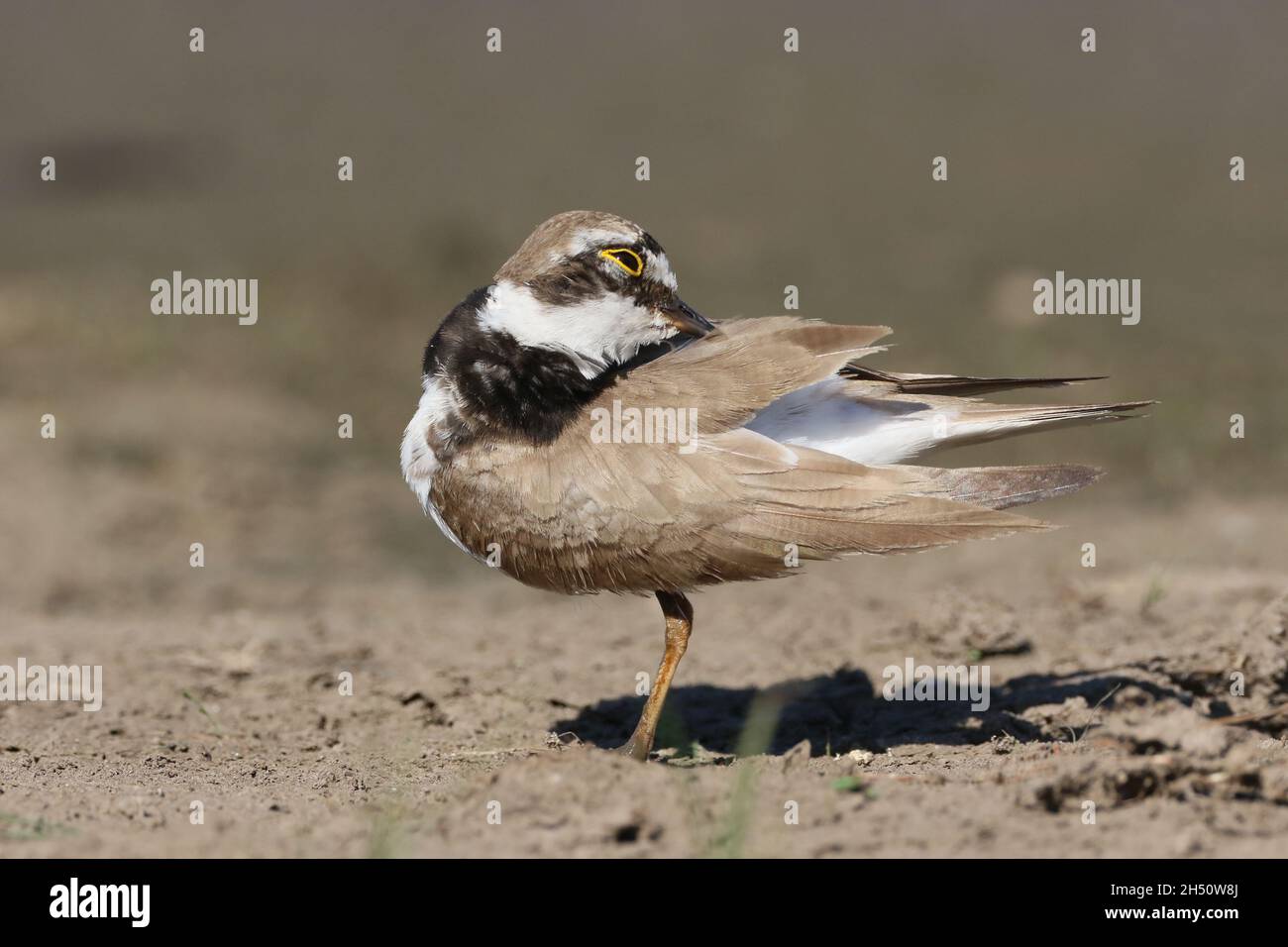 little ringed plover in an environment of a flooded field on the muddy ...