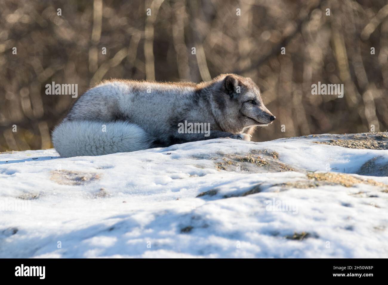 Grey arctic fox resting in winter. Side view photograph Stock Photo - Alamy
