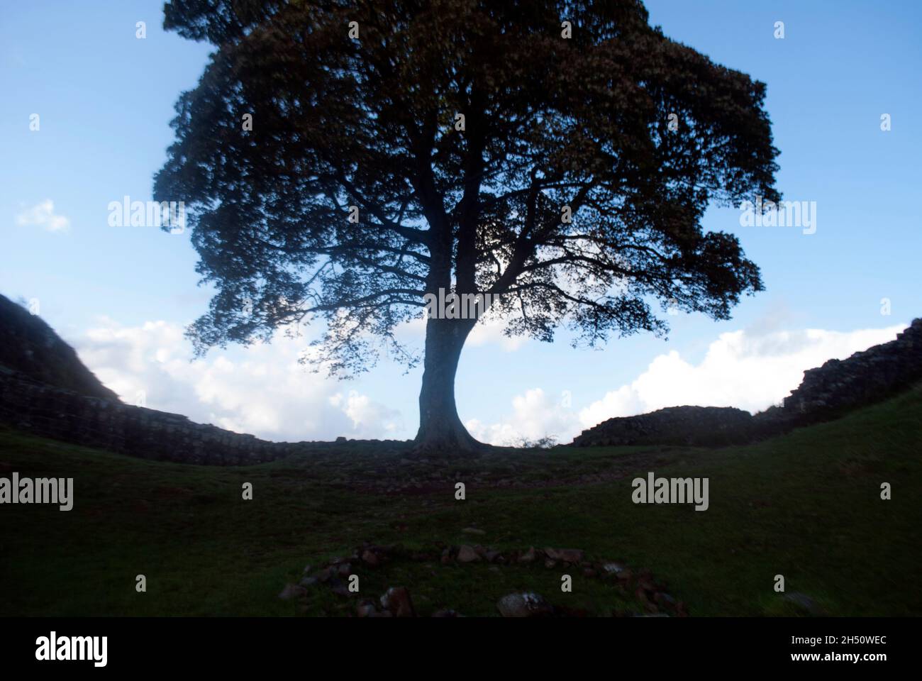 Robin Hood Tree / Sycamore tree from the film Robin Hood: Prince of ...