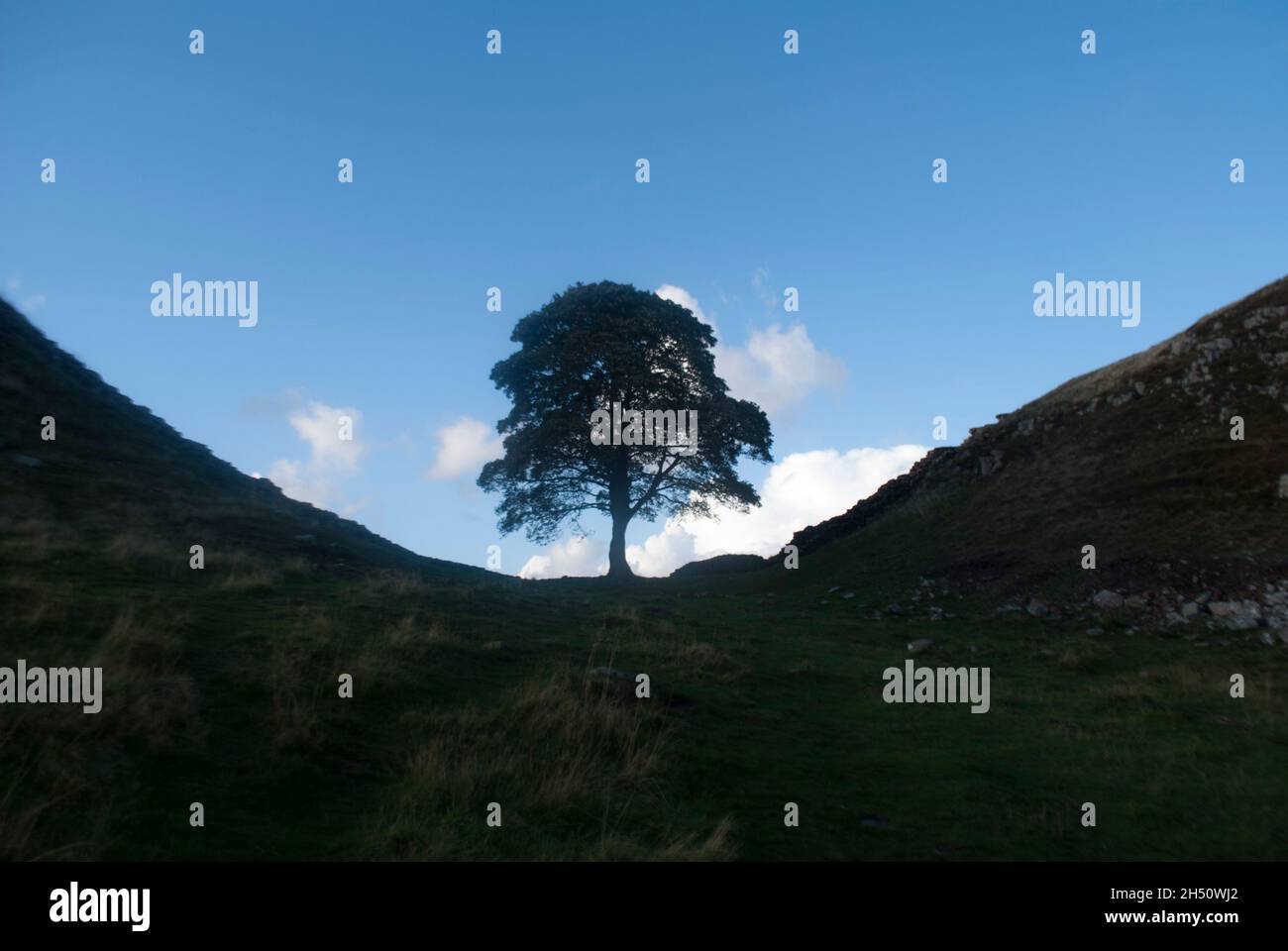 Robin Hood Tree / Sycamore tree from the film Robin Hood: Prince of ...